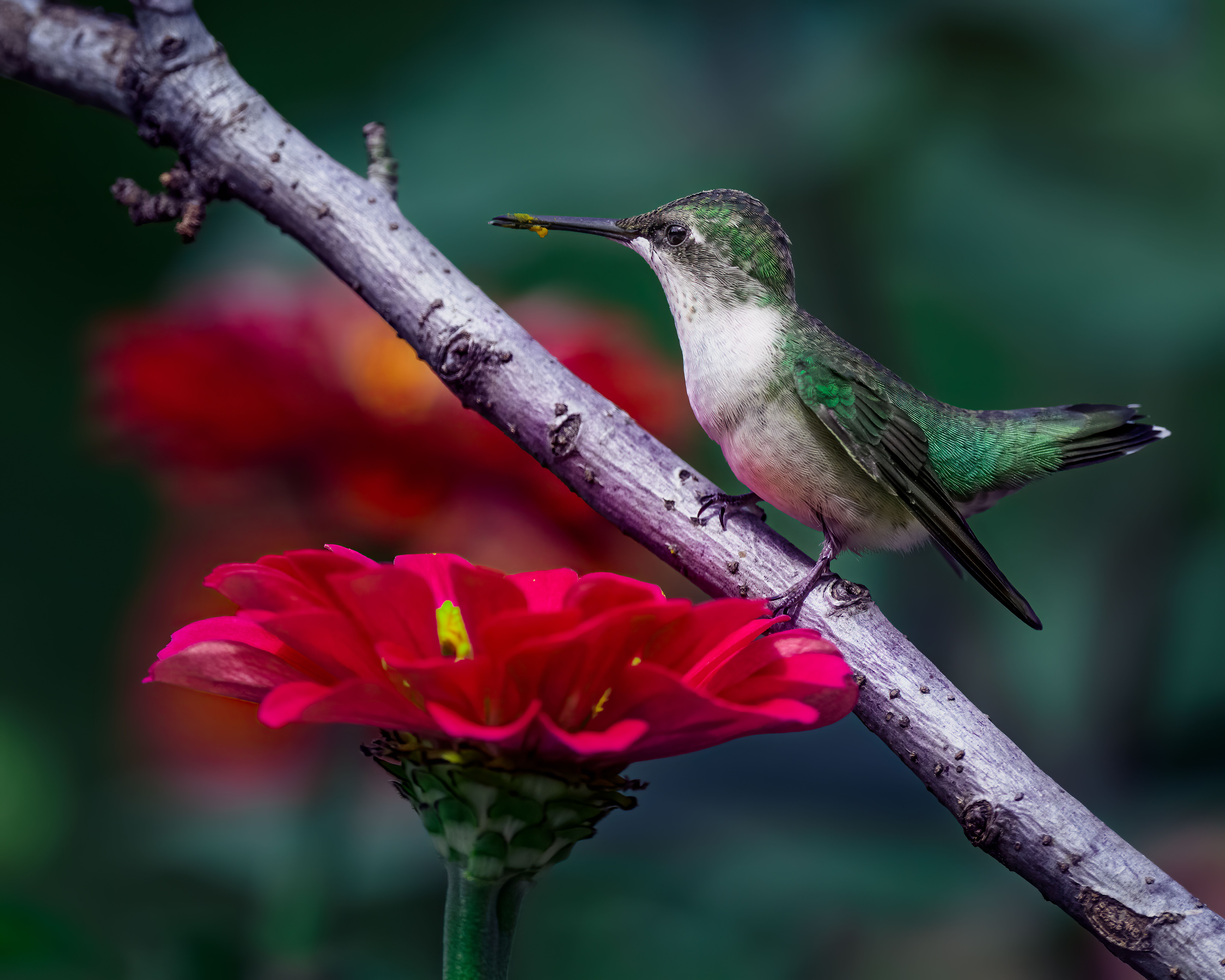 Colibri Rubis Photos, Download The BEST Free Colibri Rubis Stock Photos ...