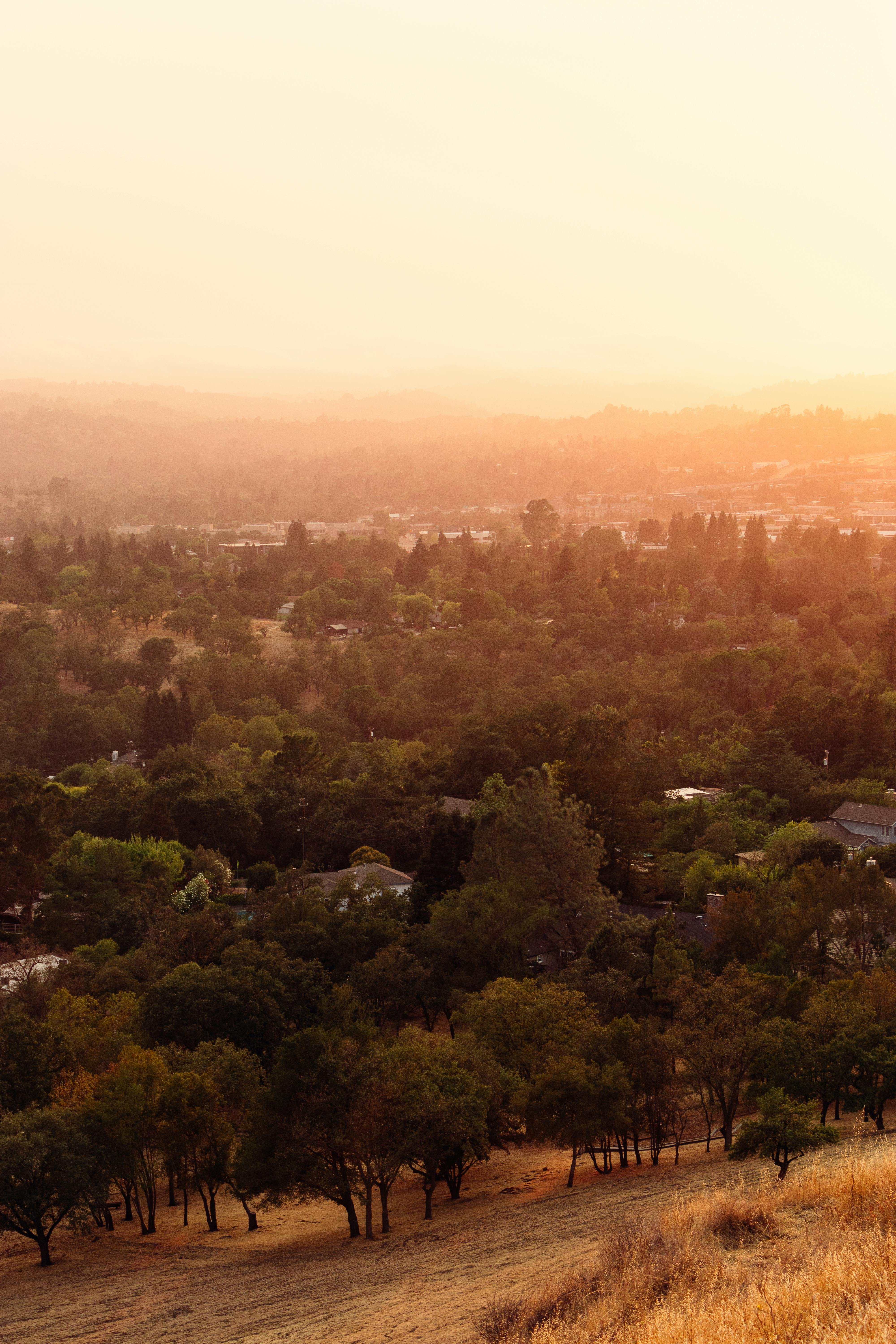 Bushy green forest on field with fog · Free Stock Photo