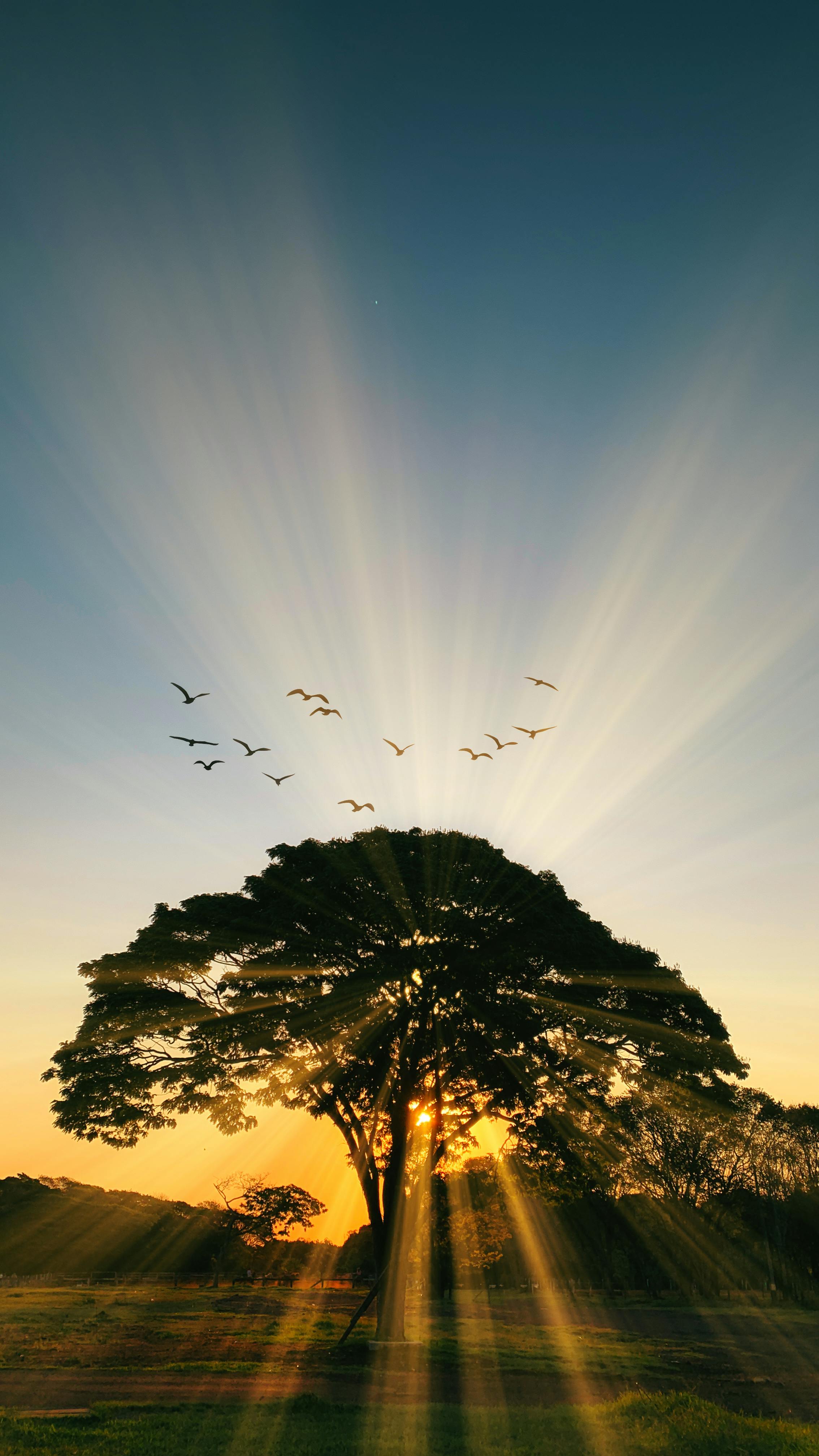 Free stock photo of bird, golden hour, tree at sunset