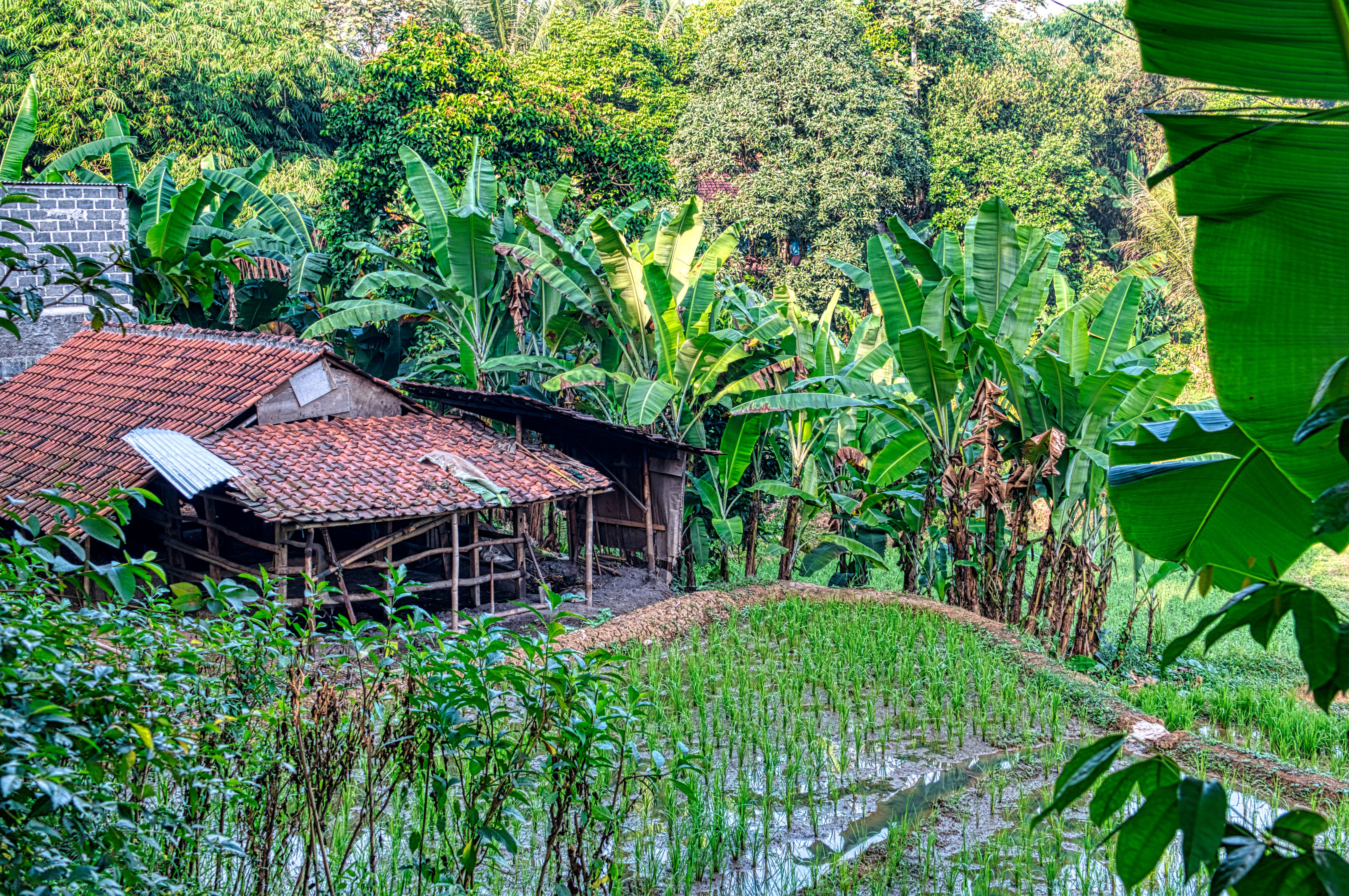 Brown Wooden House Surrounded by Banana Trees Near Farm Field · Free ...