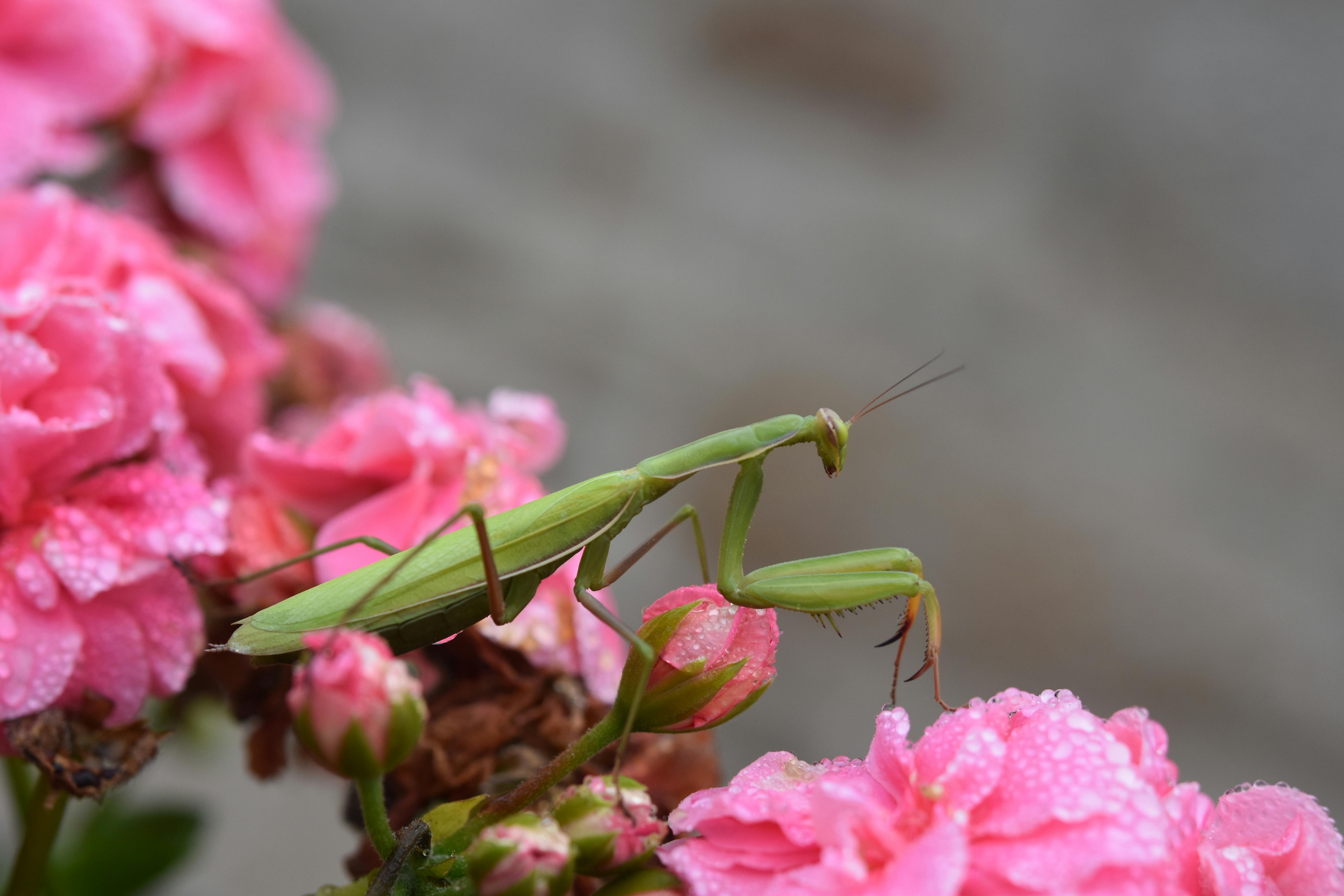 Close up of a Praying Mantis on a Flower · Free Stock Photo
