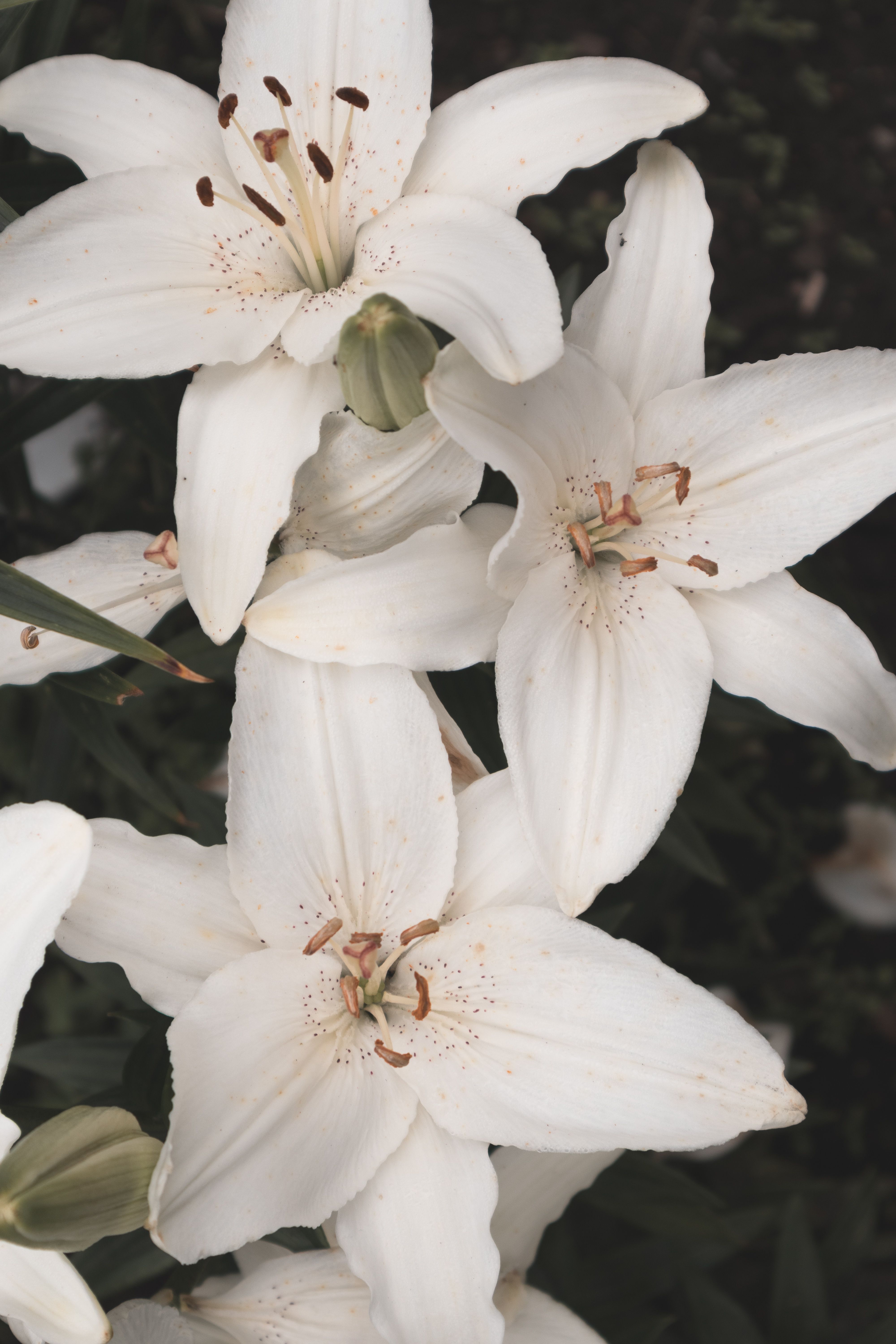 White Lilies Photo White Lily Flower With Bud Stock Image. Image Of
