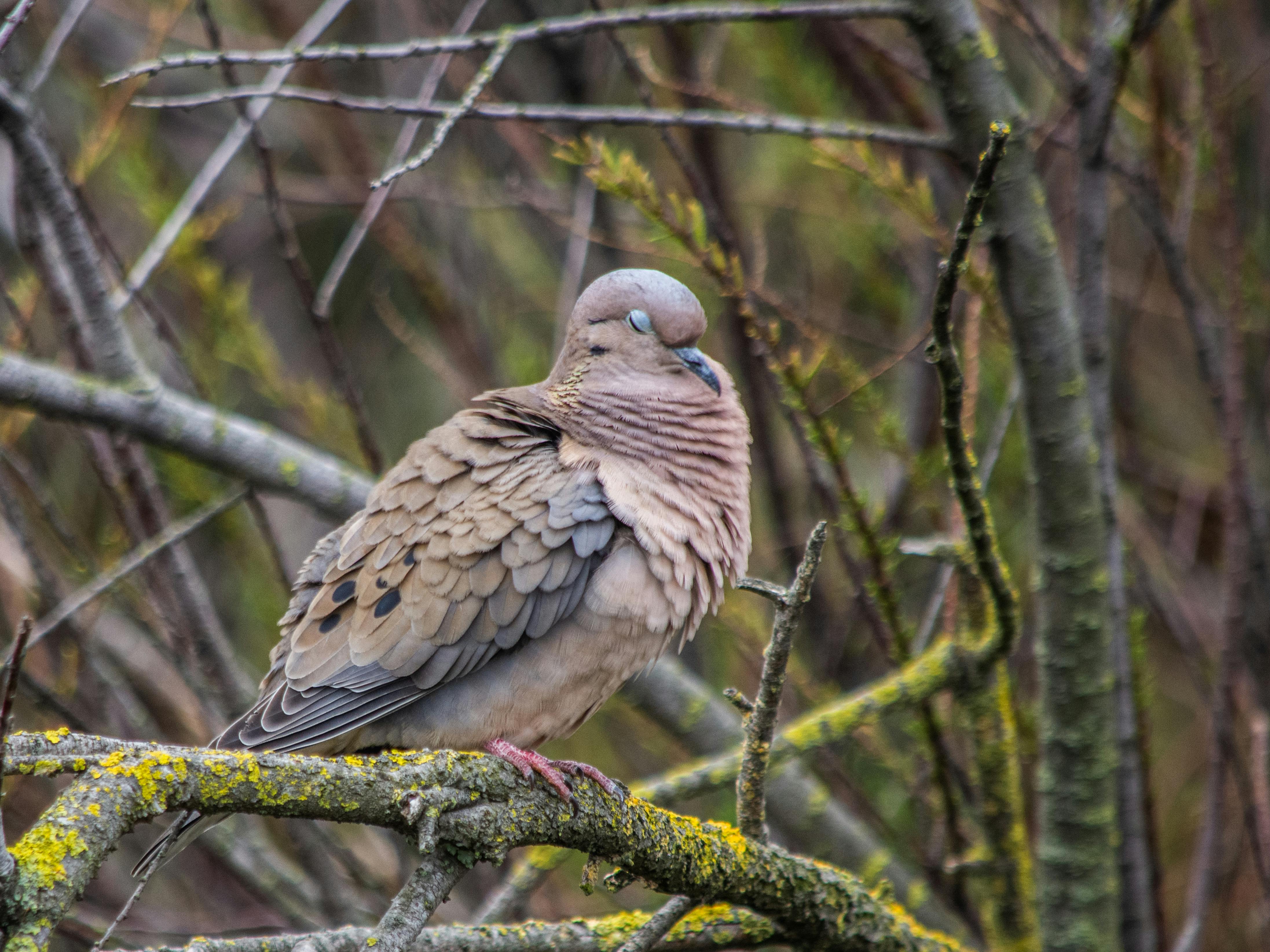 Pigeon Tree Photos, Download Free Pigeon Tree Stock Photos & HD Images
