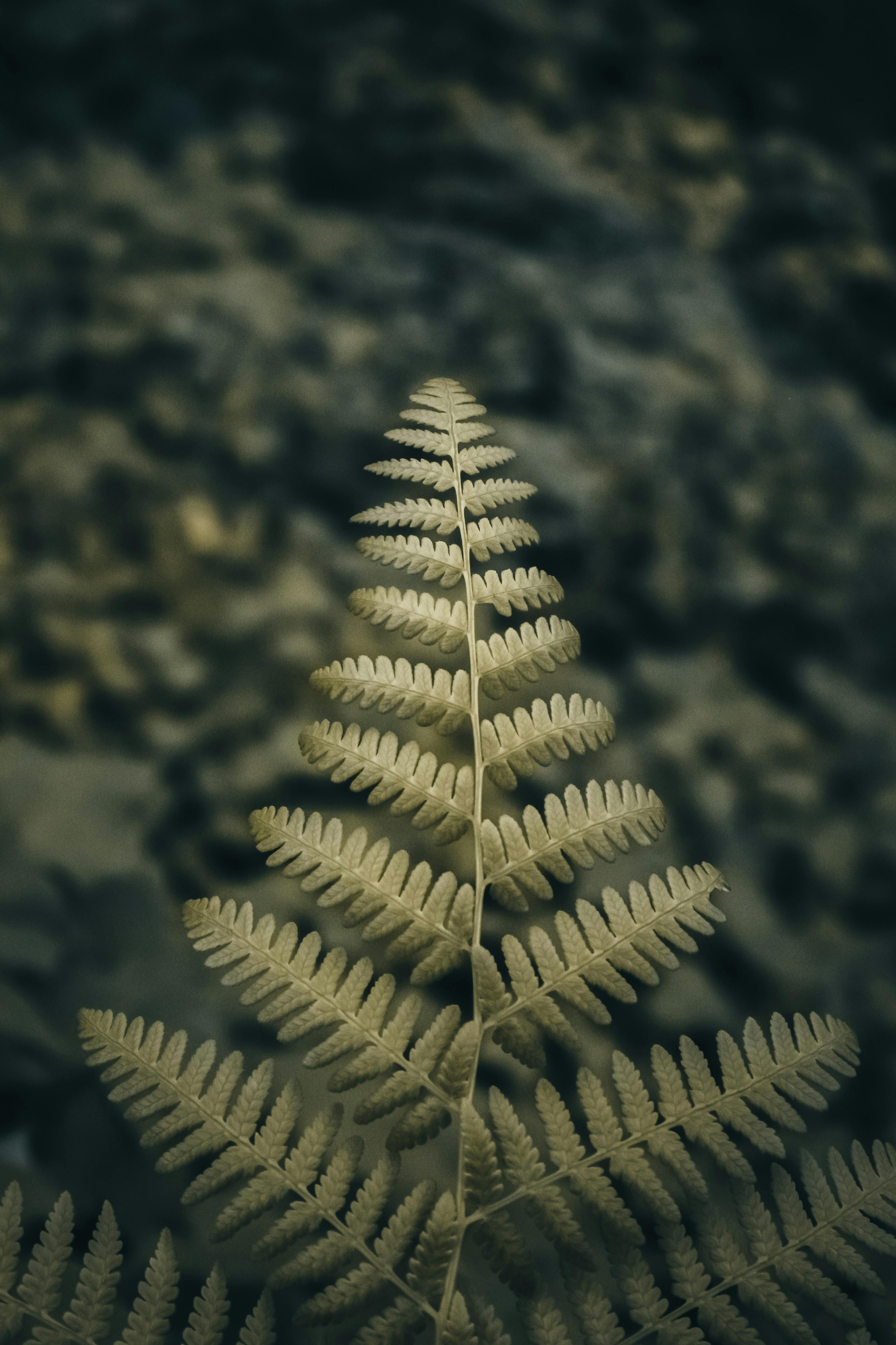 A Frond of a Plant · Free Stock Photo