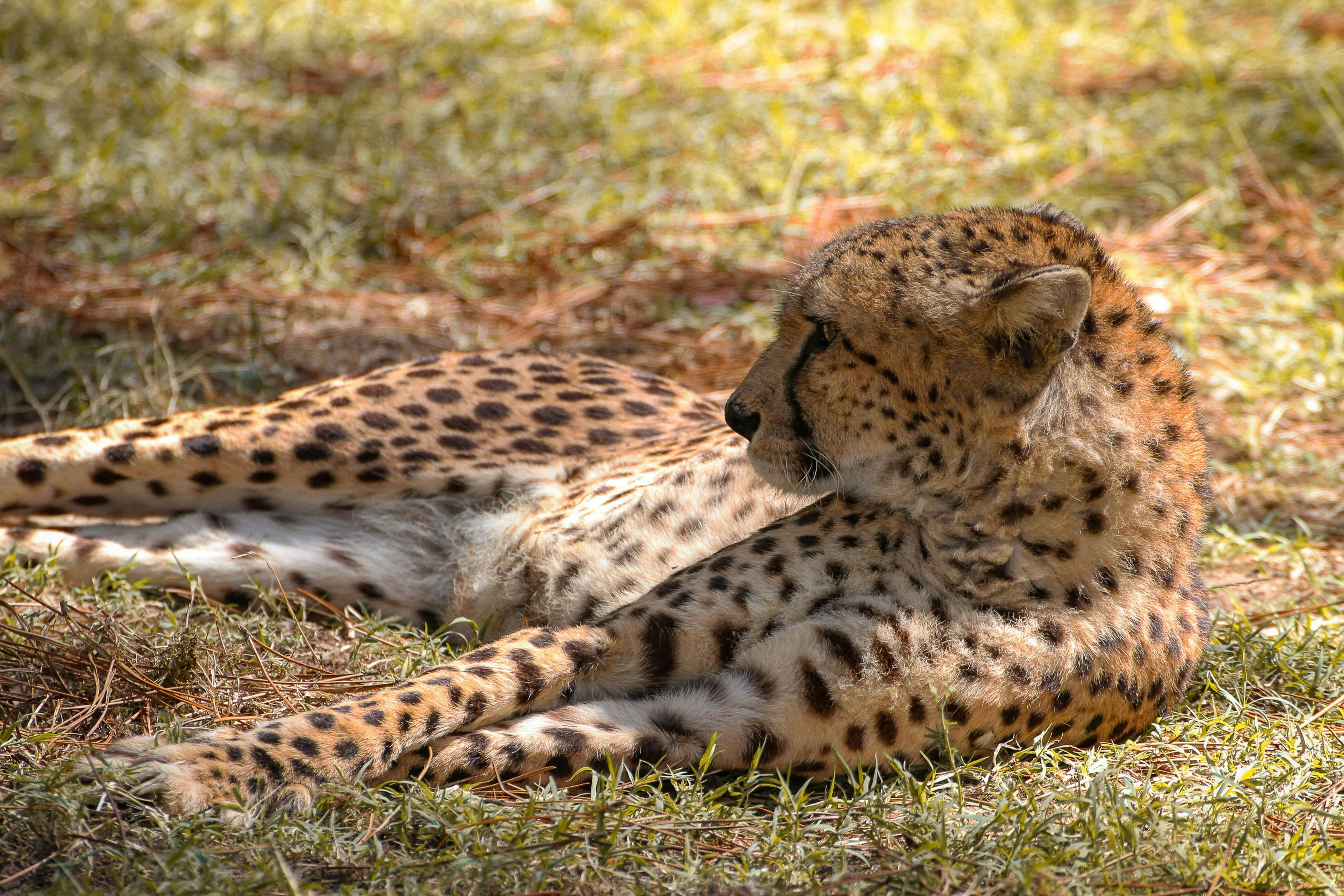 A Cheetah Lying Down on the Ground · Free Stock Photo