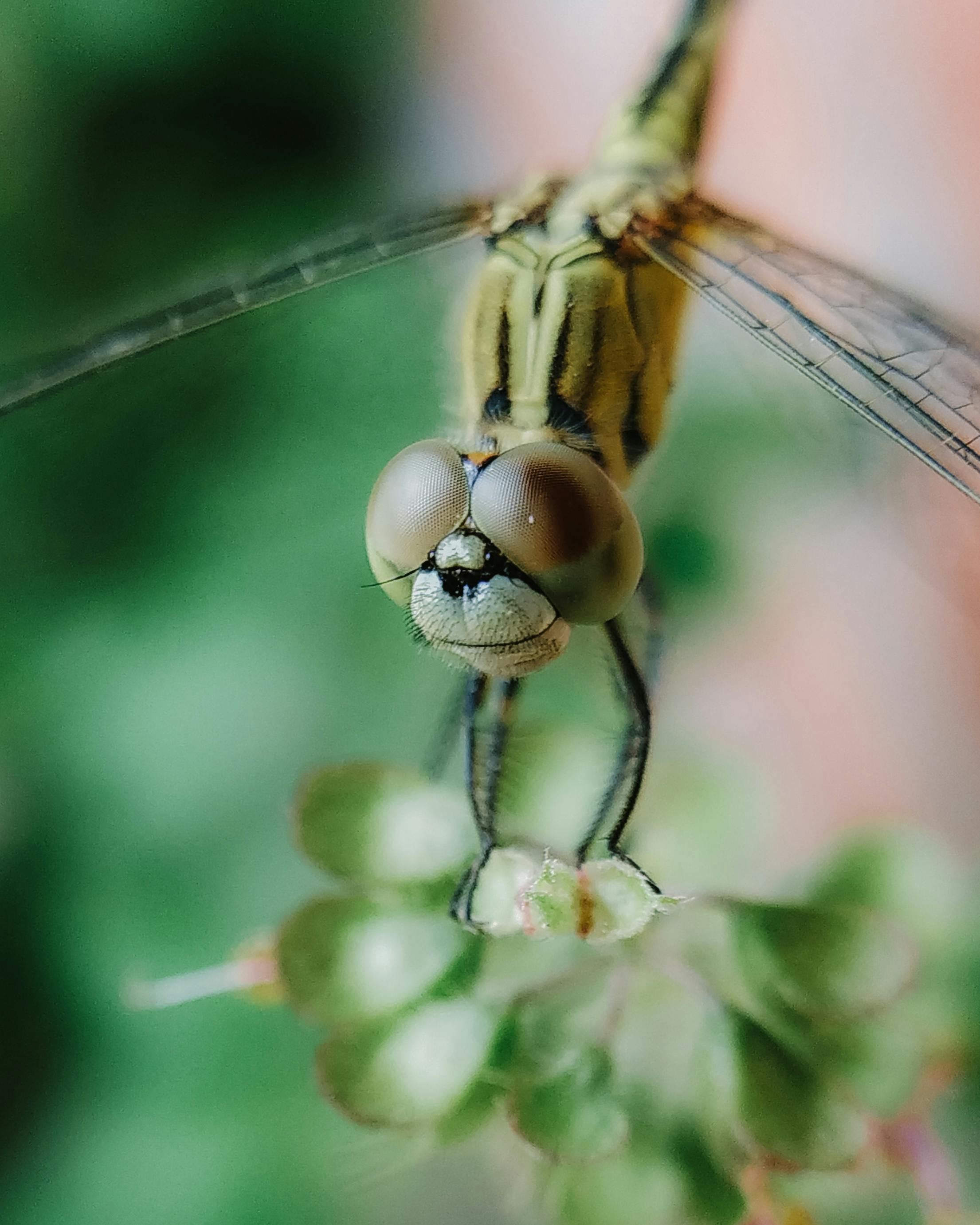 Macro Photography of Dragonfly · Free Stock Photo