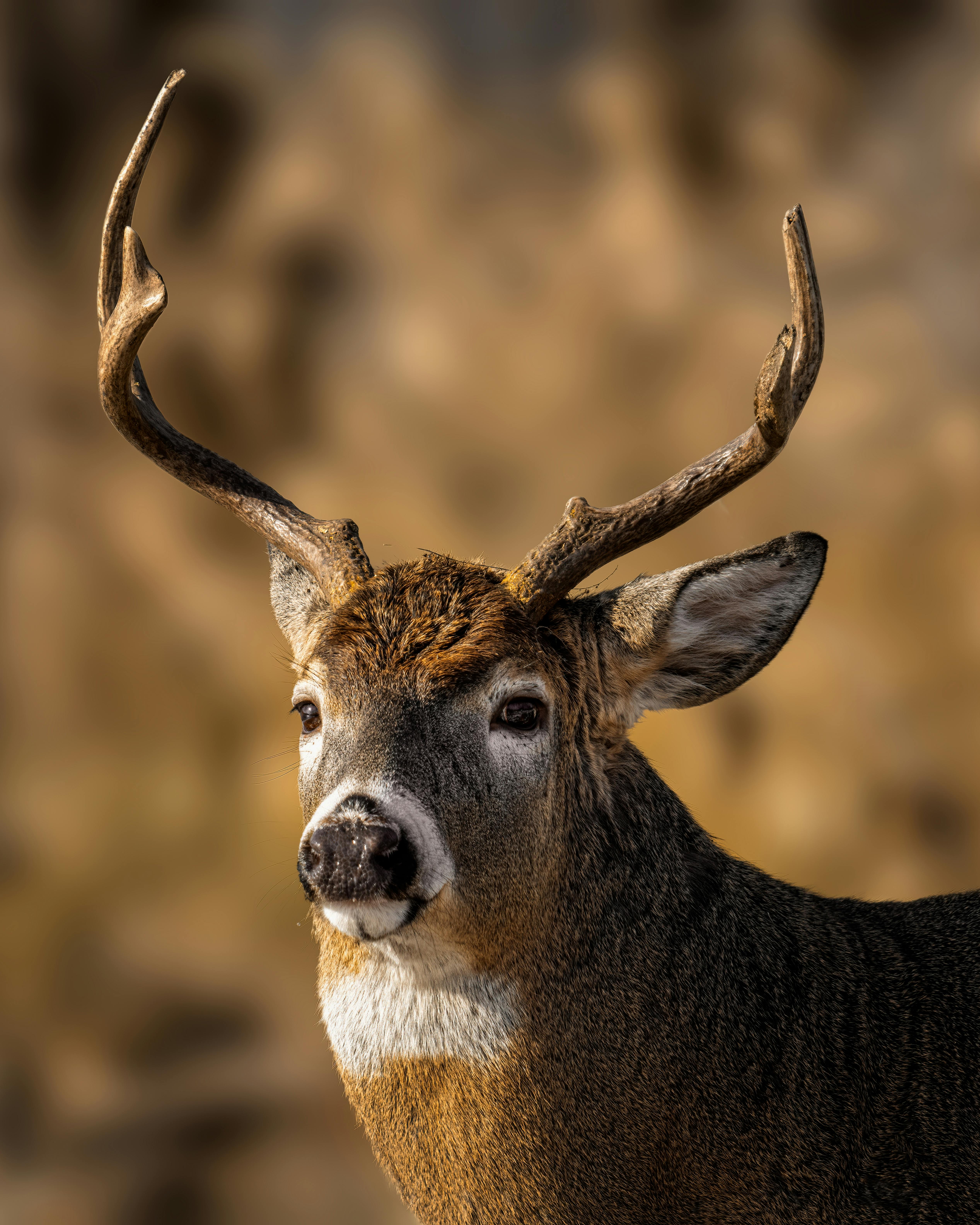 Deer with wavy horns on blurred background · Free Stock Photo