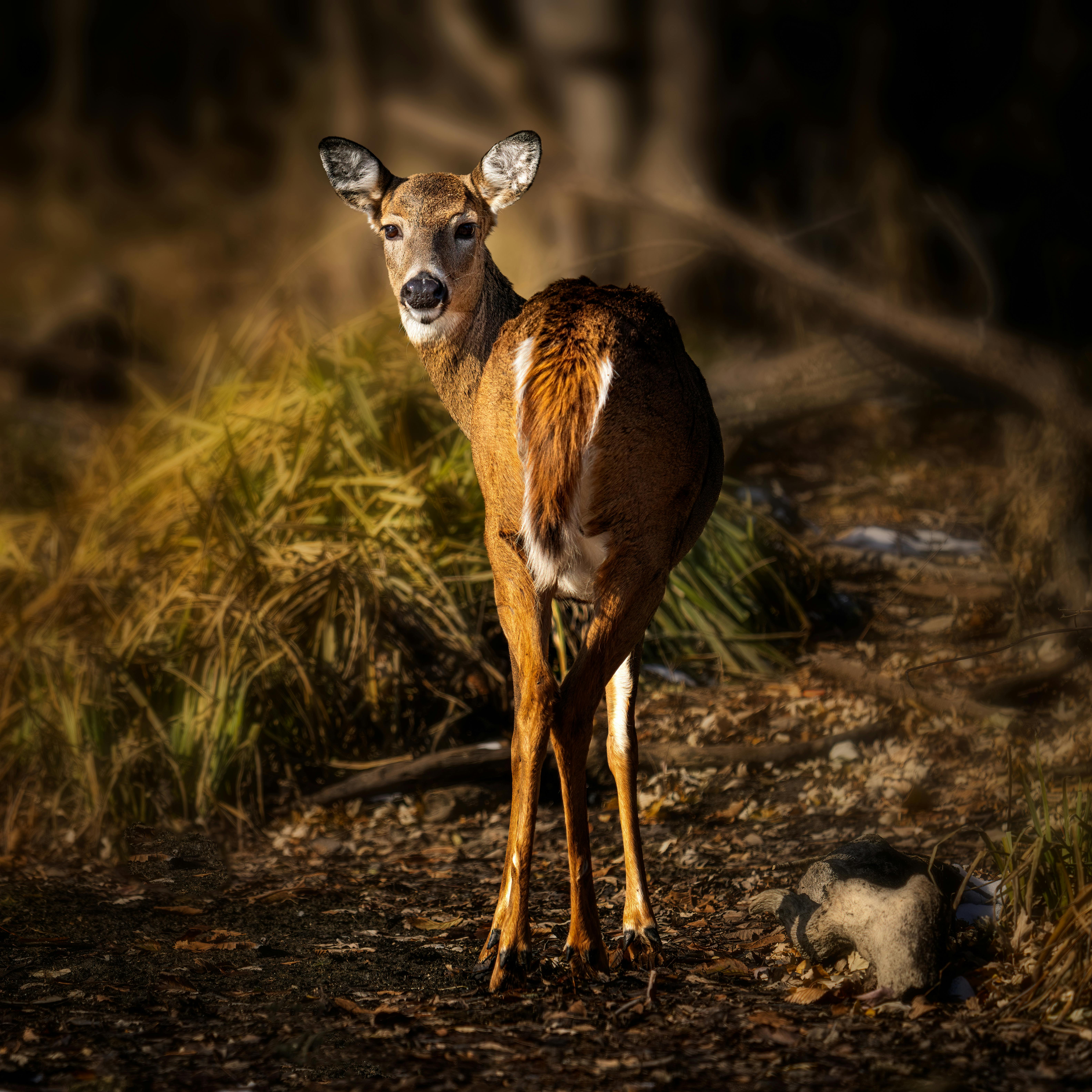 Roe deer on dry path in forest · Free Stock Photo