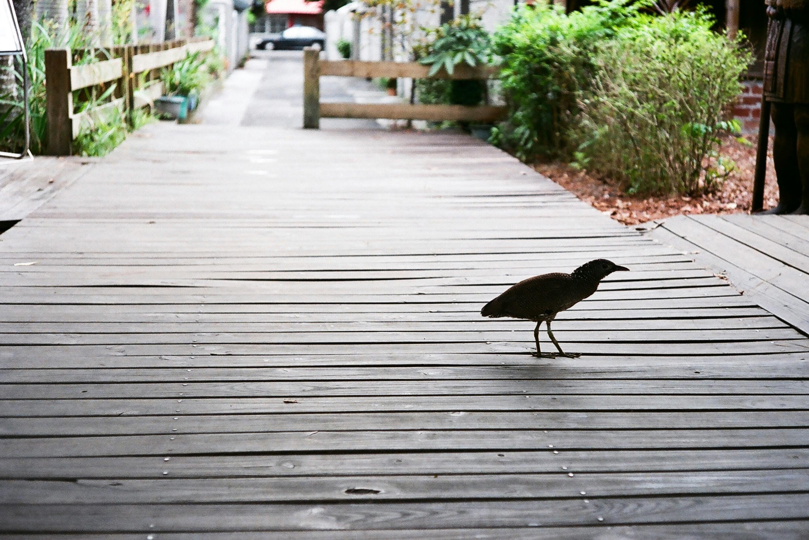 Single bird walking on wooden path · Free Stock Photo