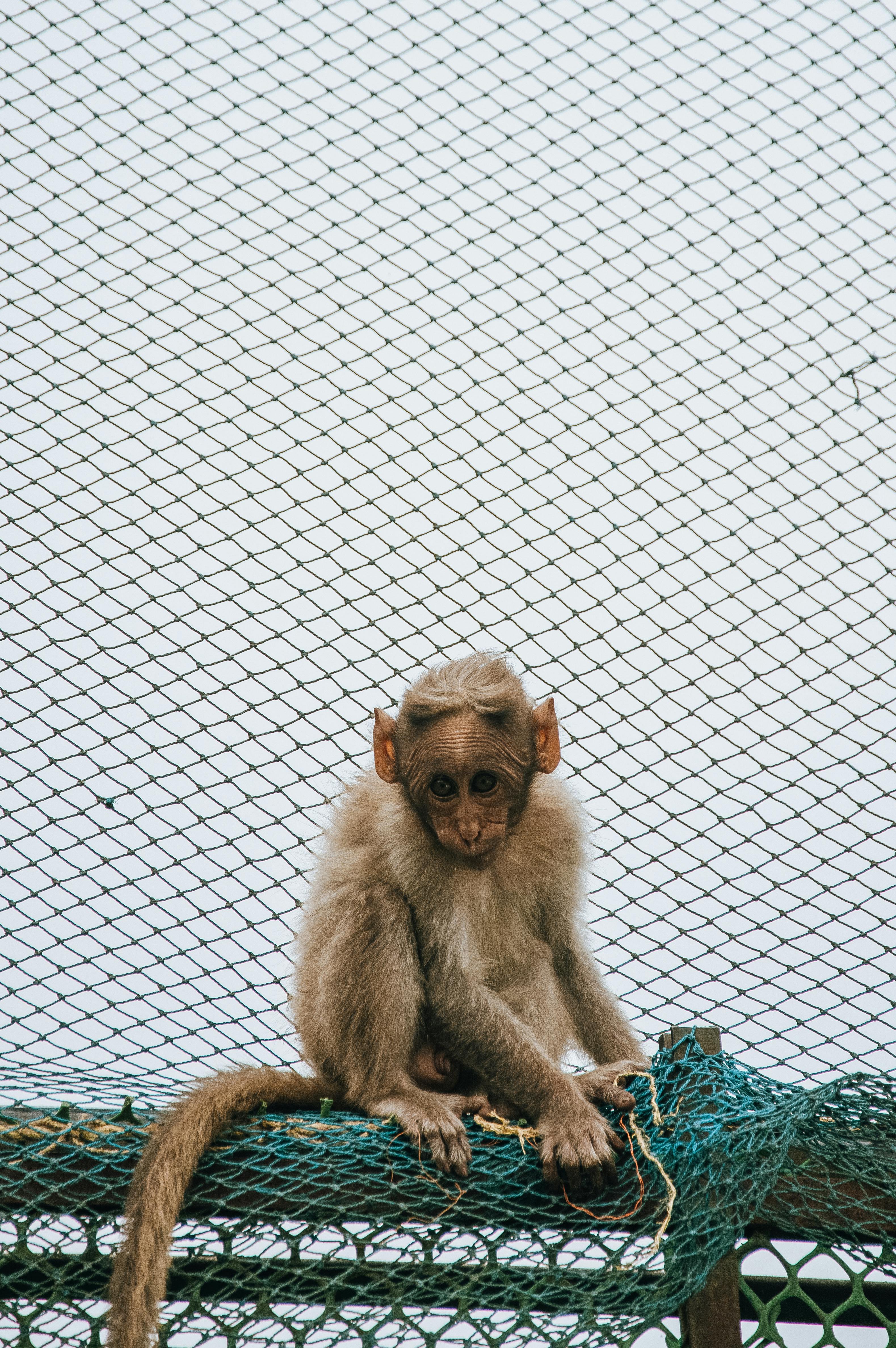 Brown Monkey With Green Net · Free Stock Photo