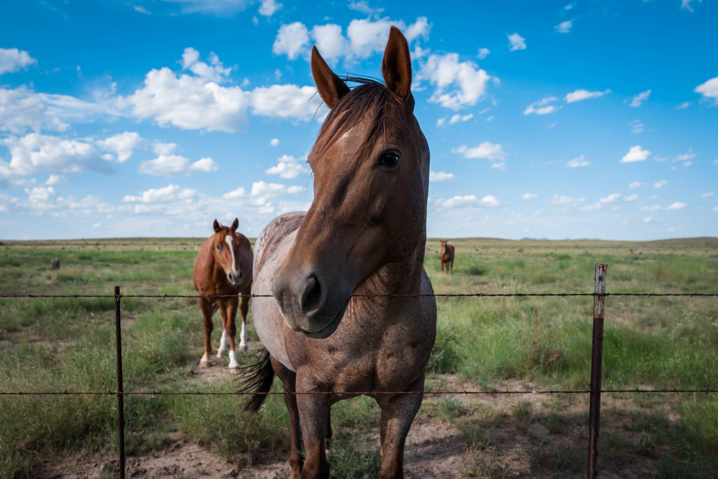 Caballo Castaño Con Potro Pastando En Pastos Verdes En Tierras De ...