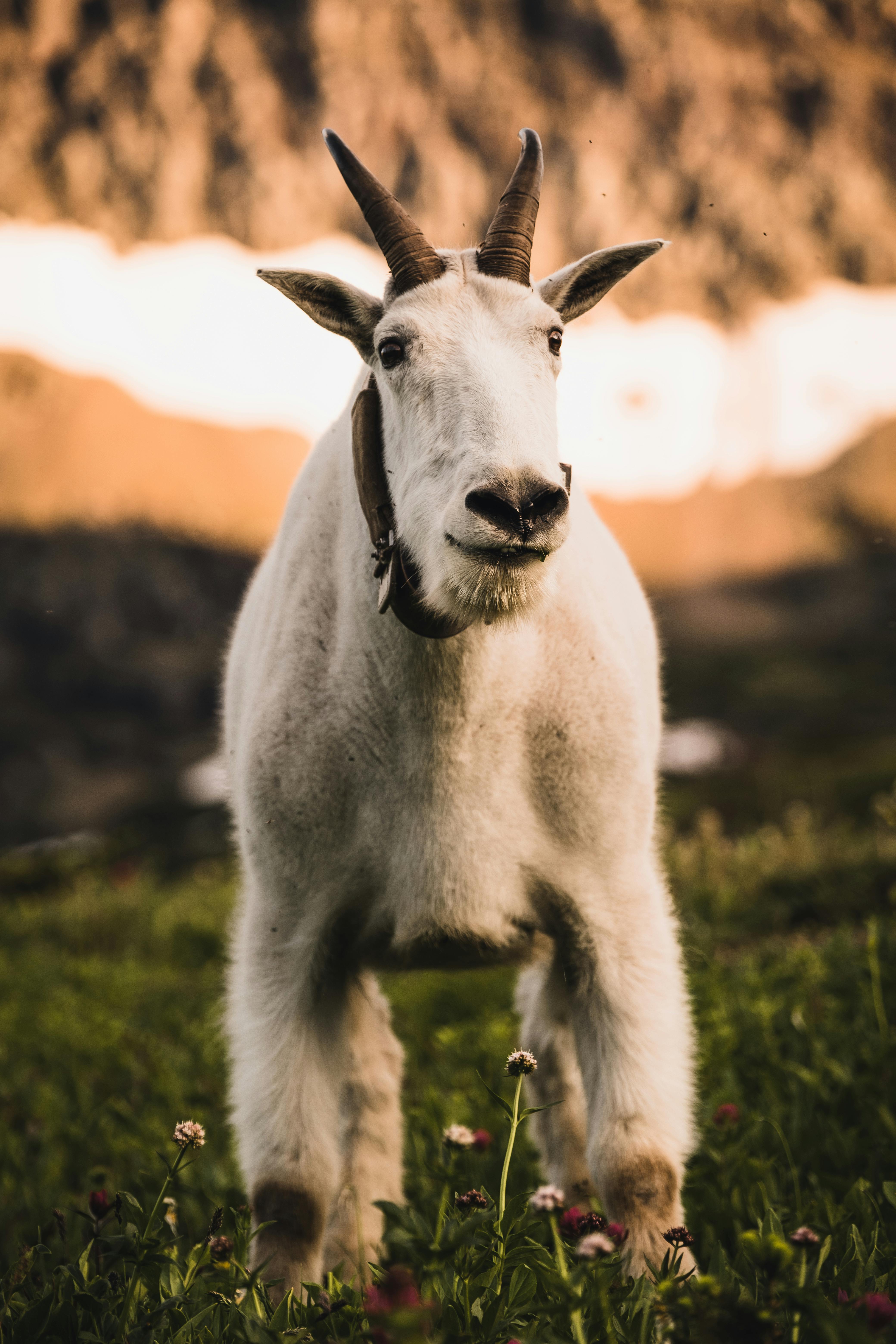 Goat With Grass Background Photos, Download The BEST Free Goat With ...