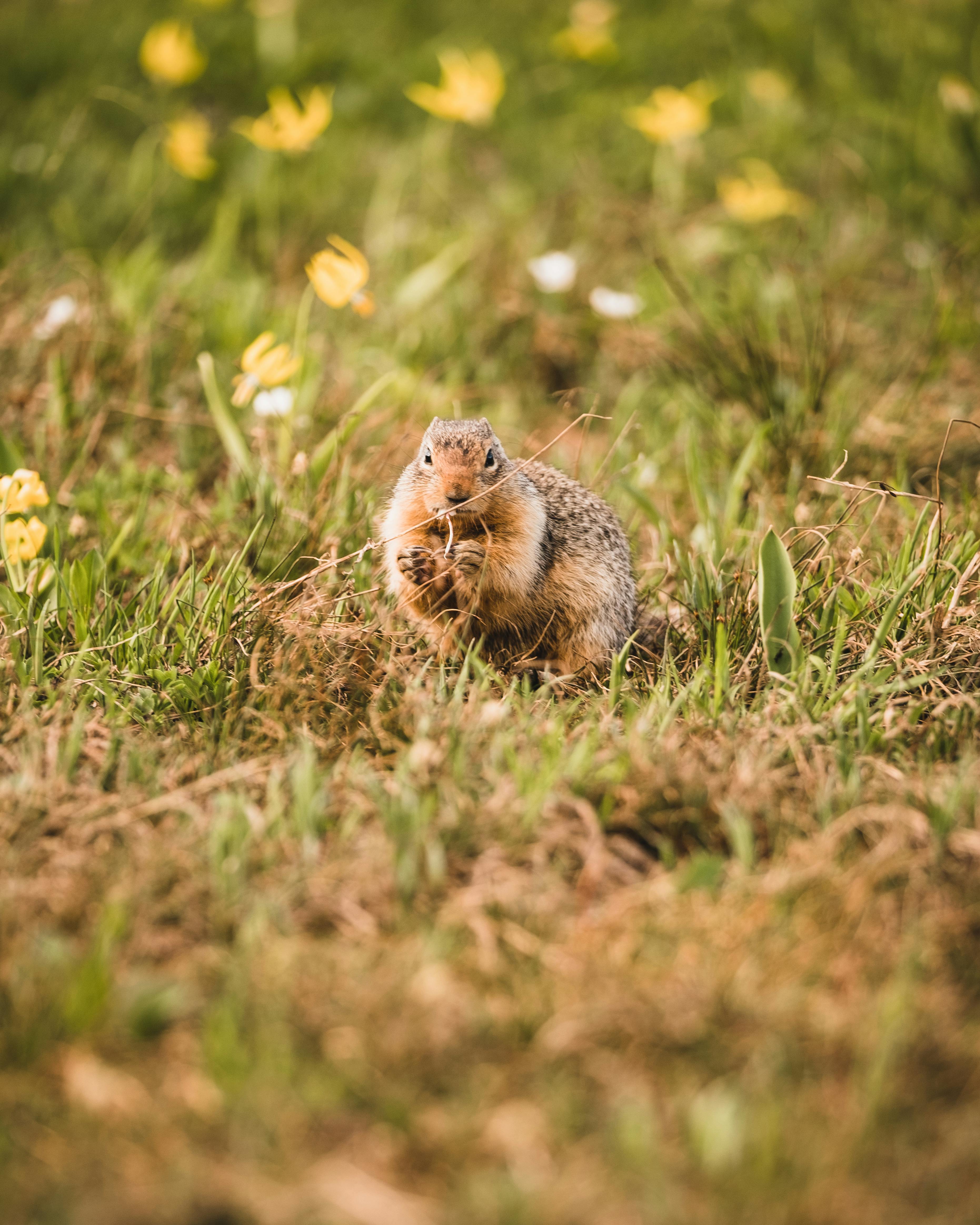 Brown and Gray Rodent on Green Grass · Free Stock Photo