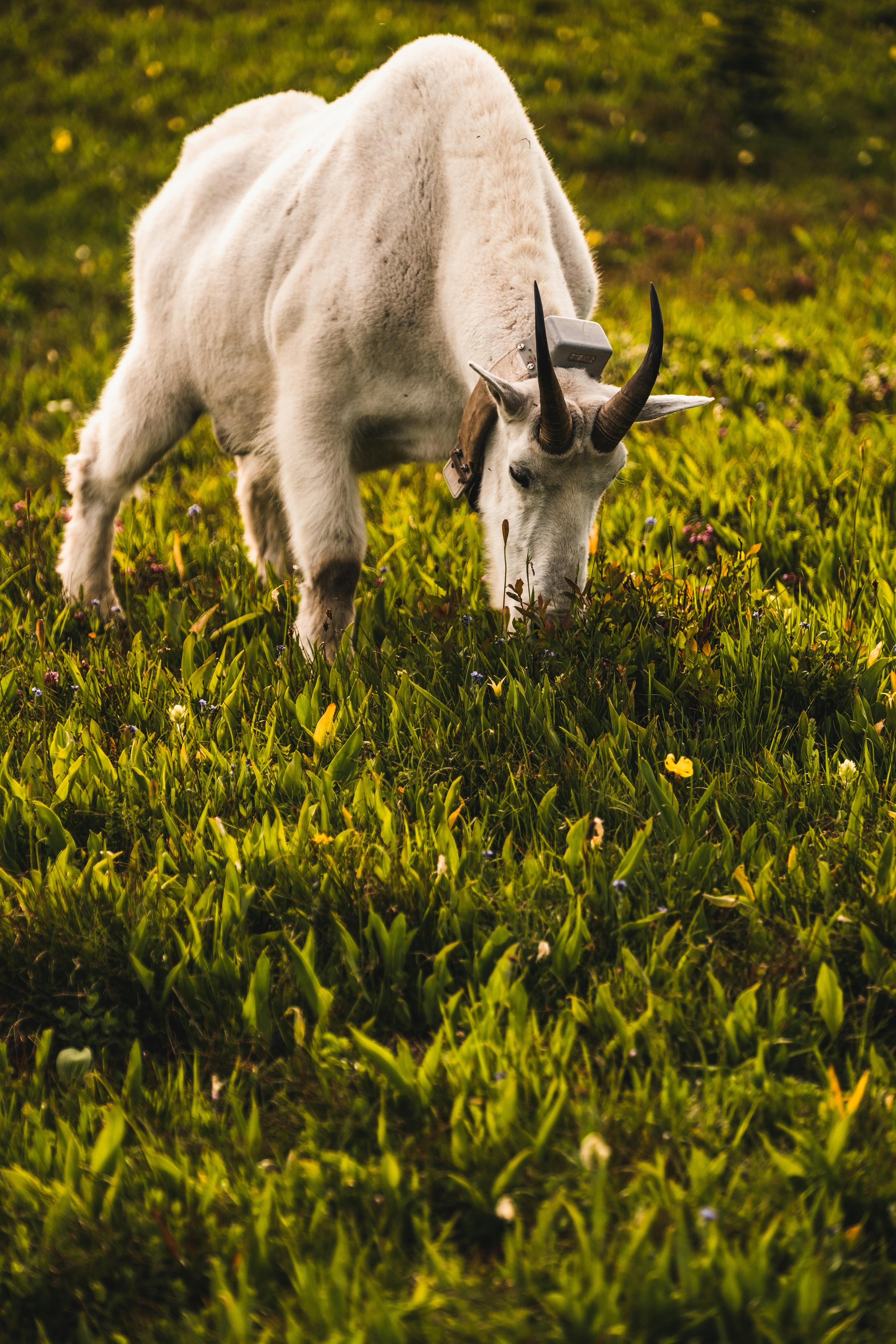 A Goat Eating Grass · Free Stock Photo