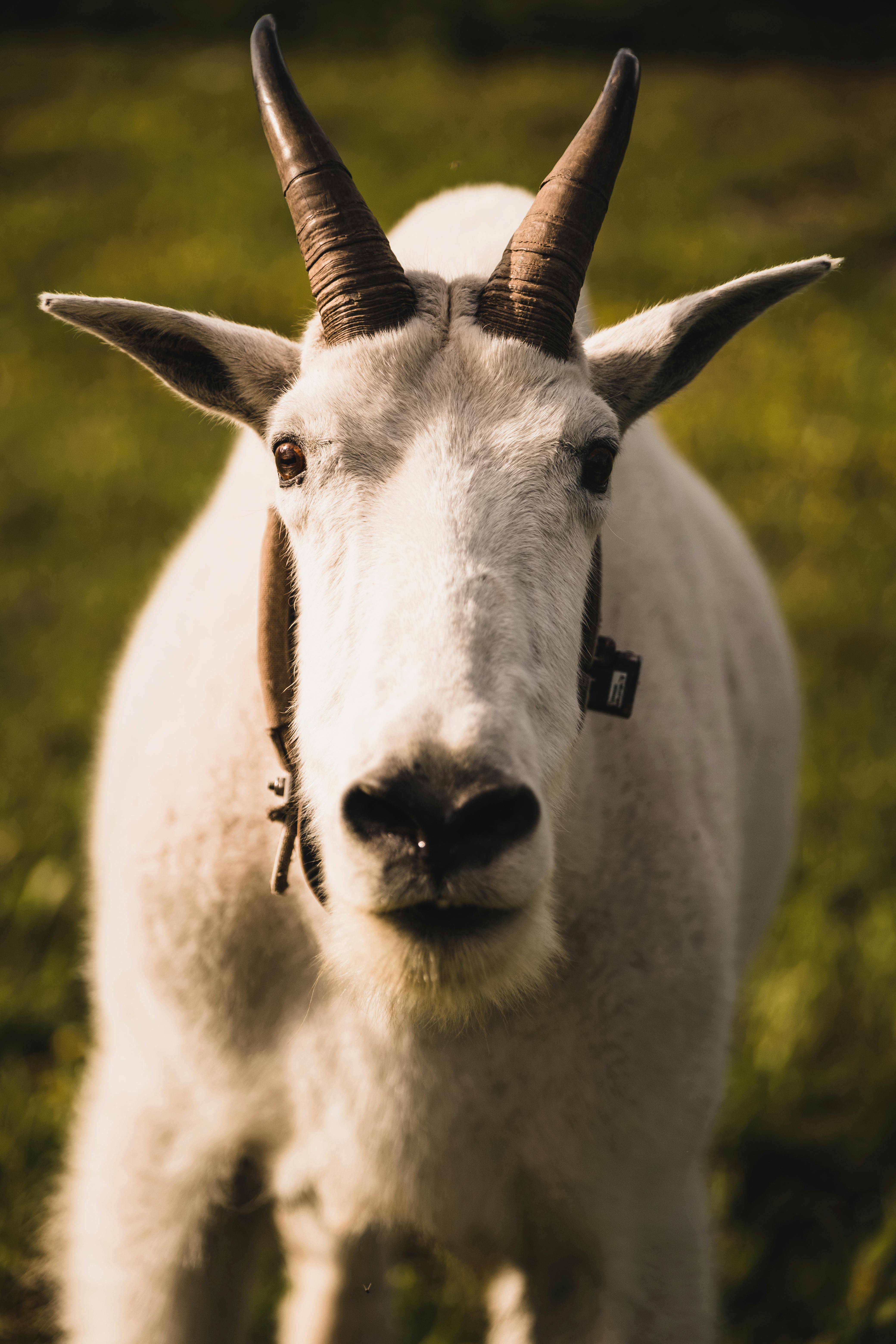 Close Up Photo of a Goat · Free Stock Photo