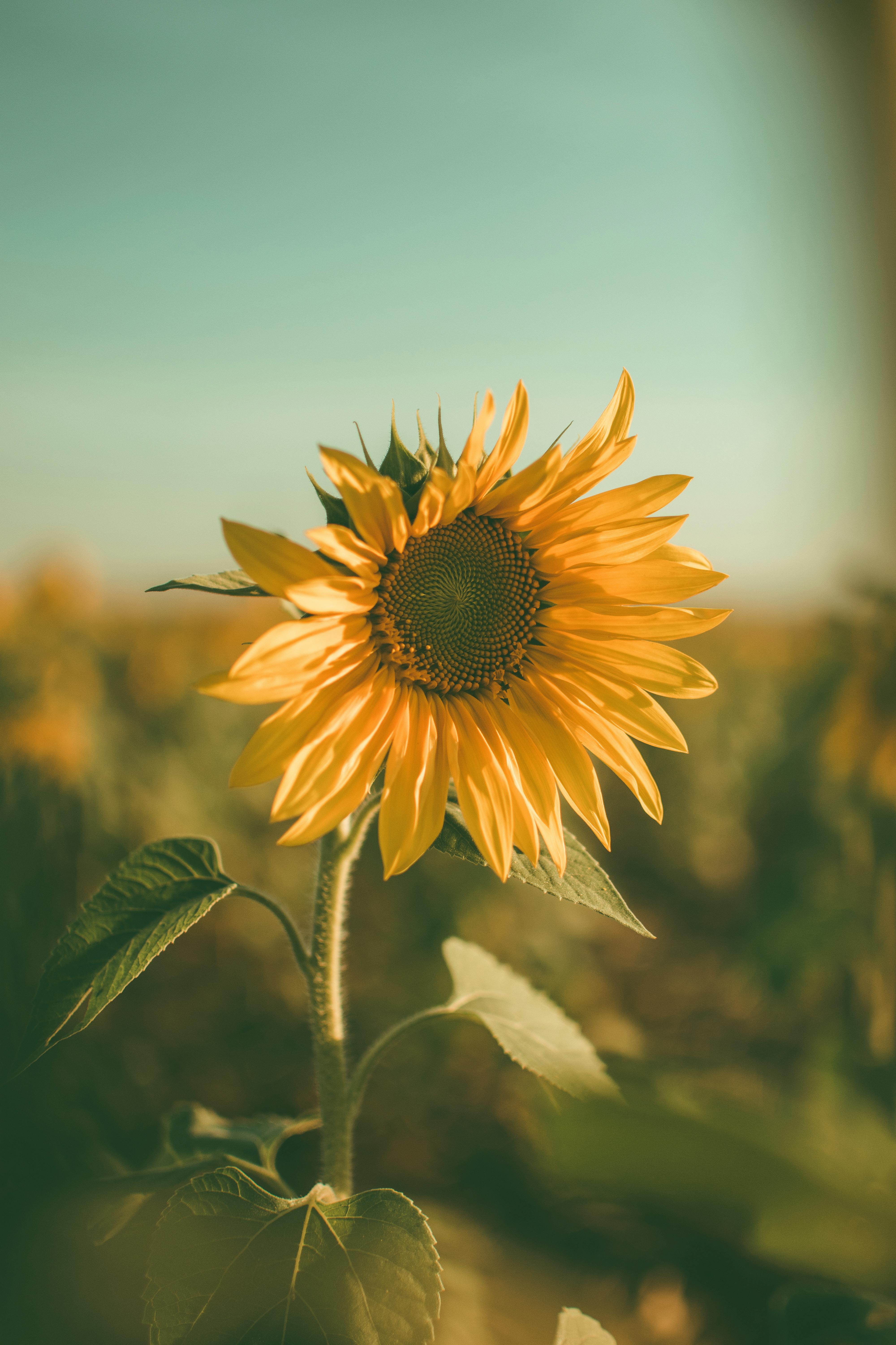 Sunflowers · Pexels