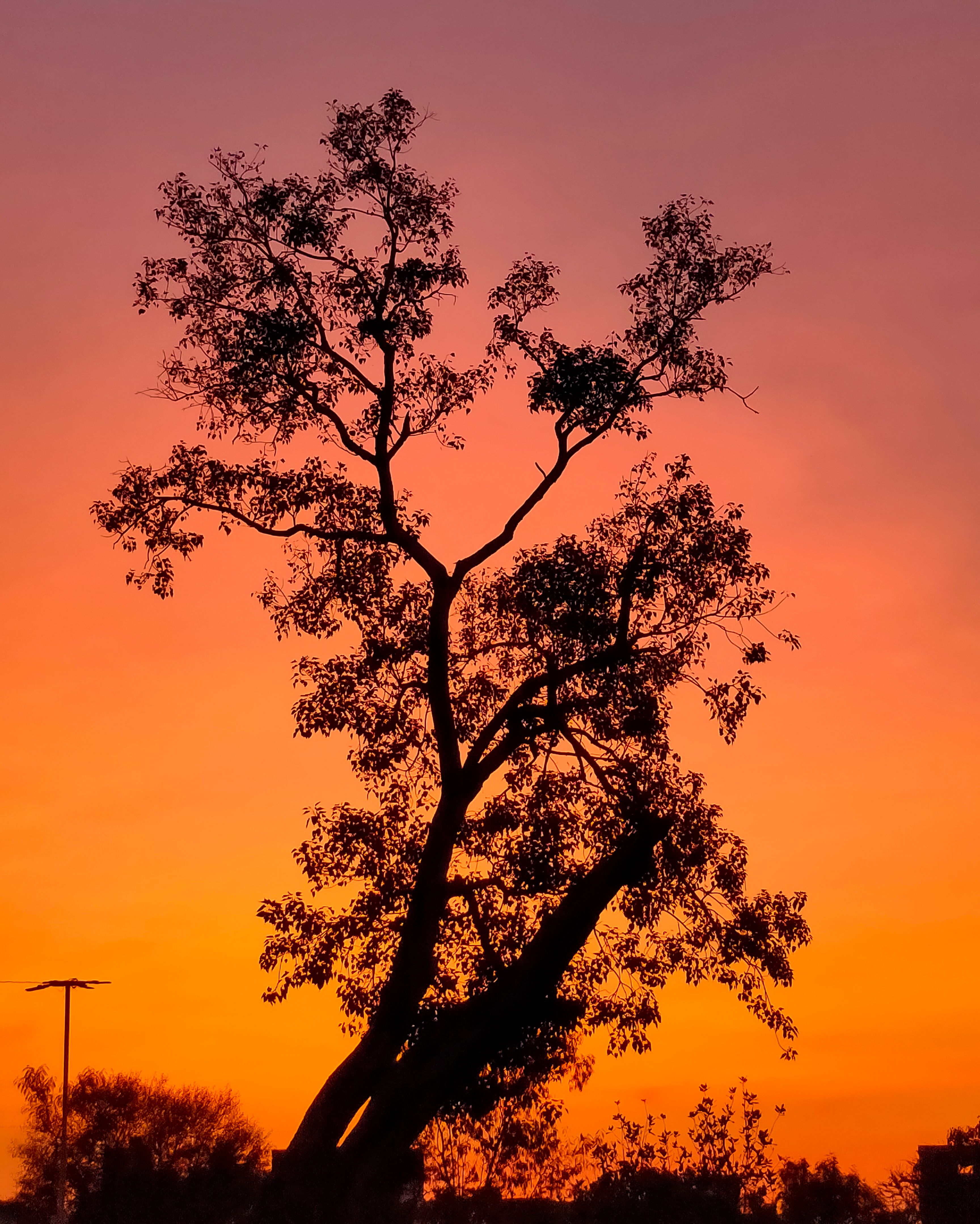 Stars over Trees at Night · Free Stock Photo