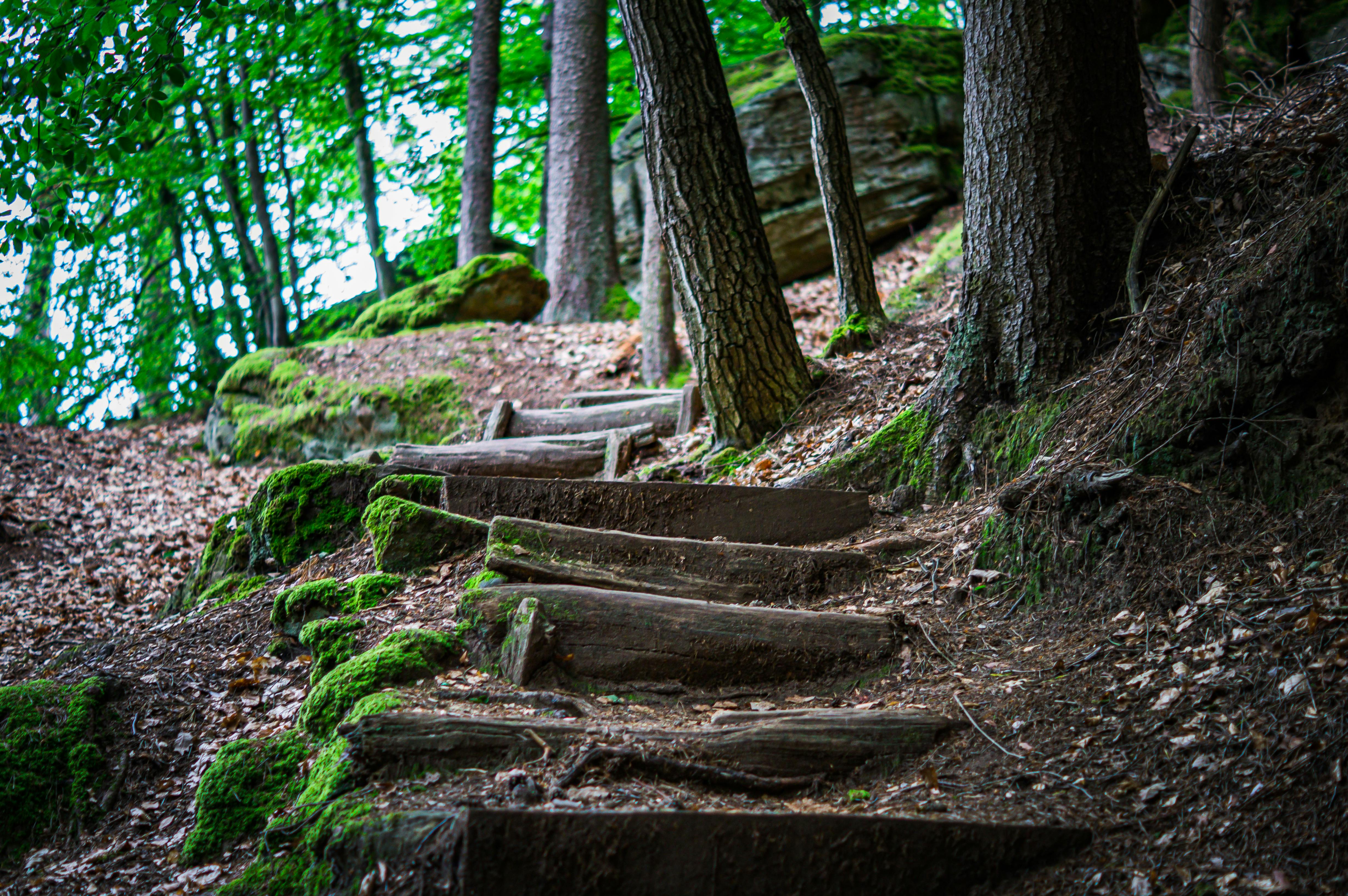 Mossy Path Photos, Download The BEST Free Mossy Path Stock Photos & HD ...