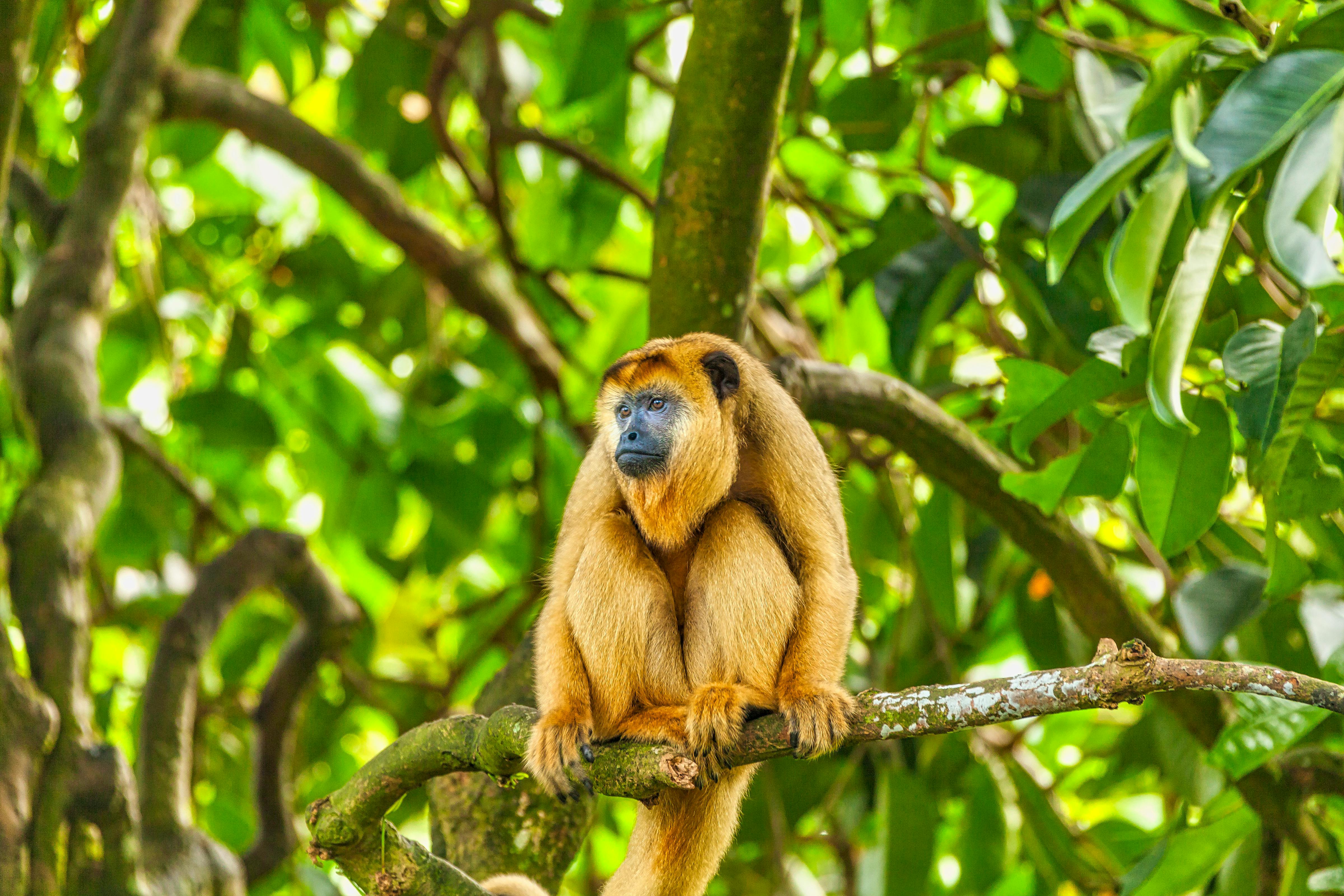 Monkey on a Tree Branch · Free Stock Photo