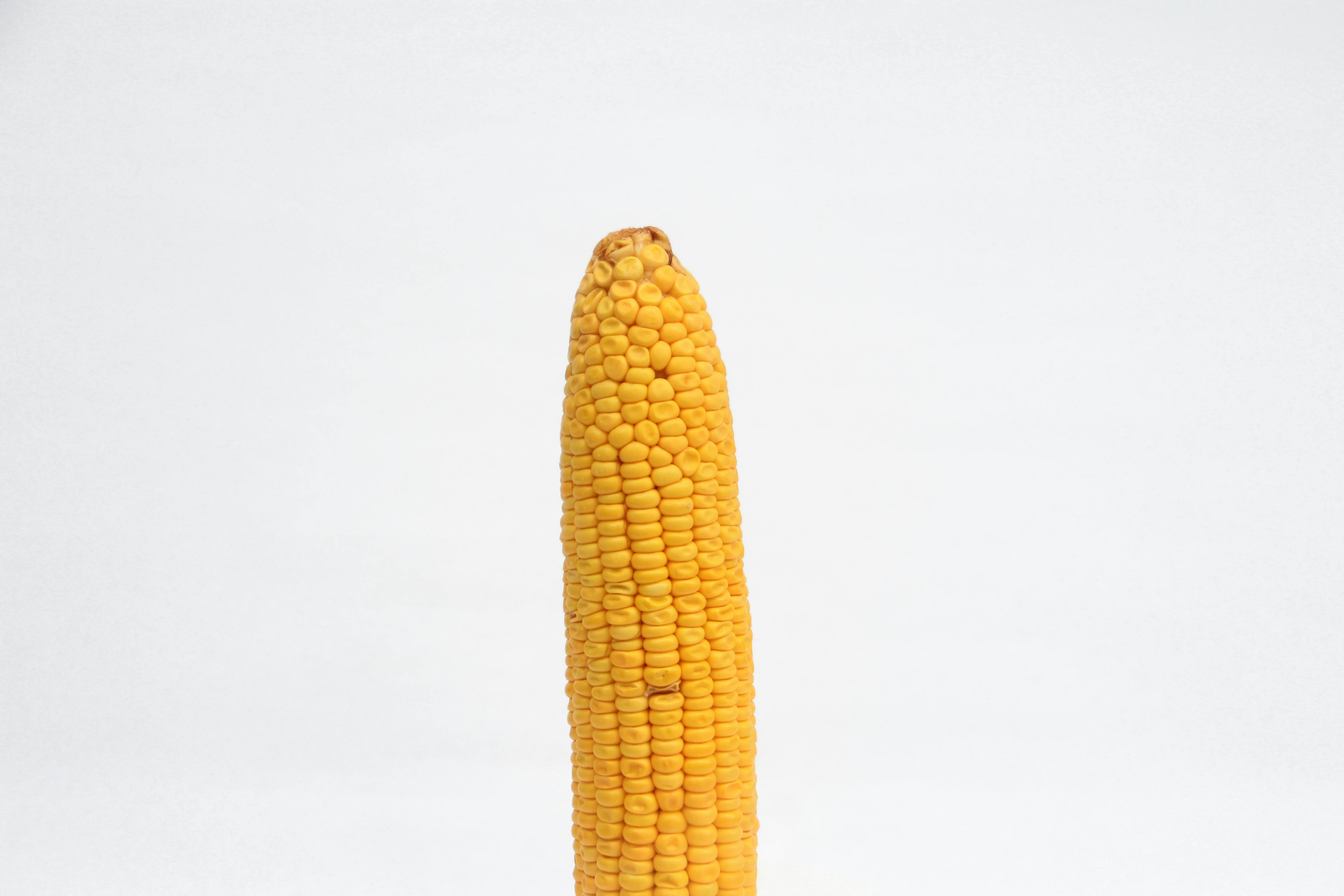 A Corn on the Cob · Free Stock Photo