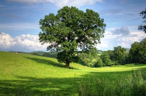Big Tree Photos, Download The BEST Free Big Tree Stock Photos & HD Images