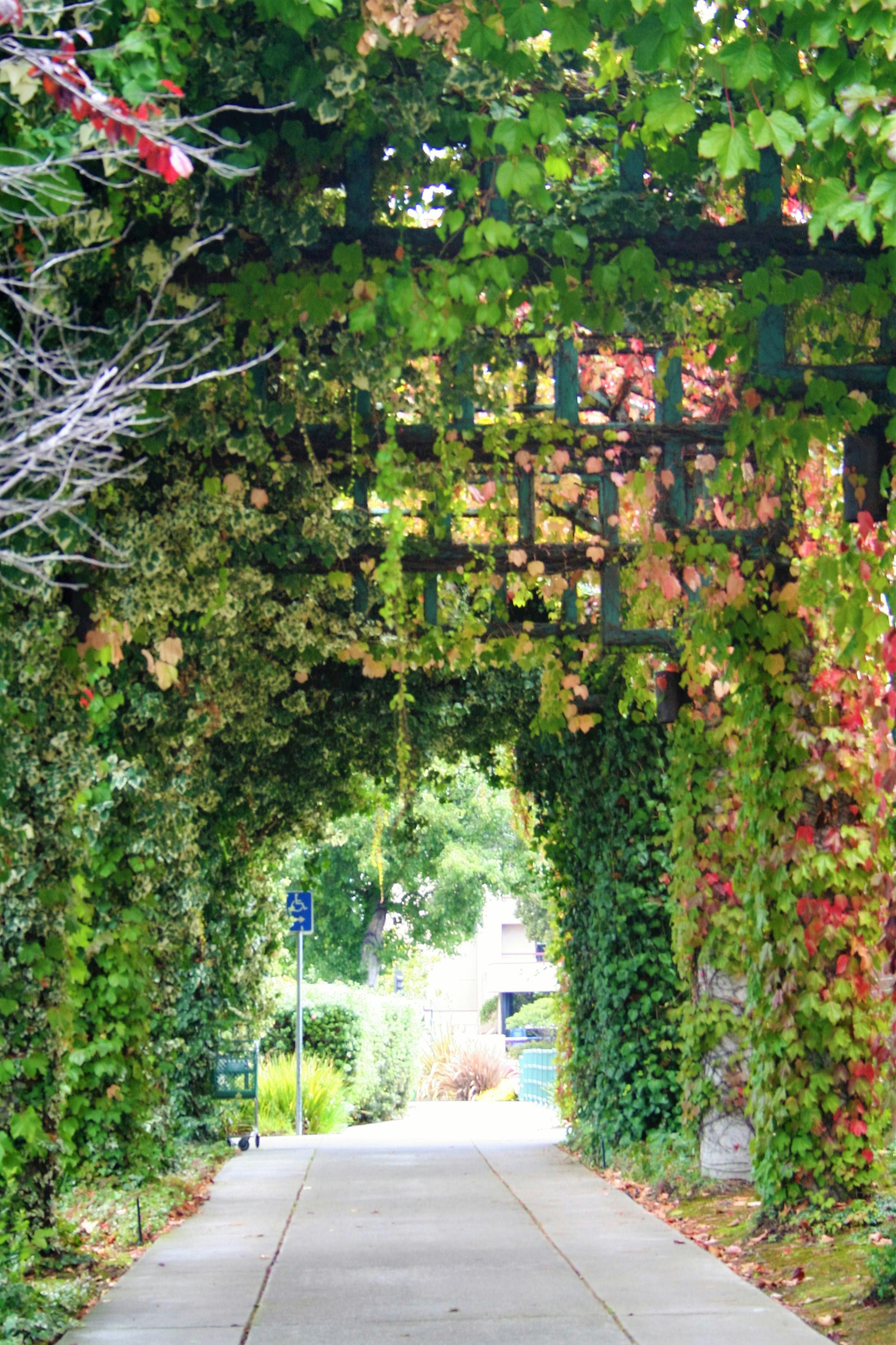 Free stock photo of arbor, arch, ivy