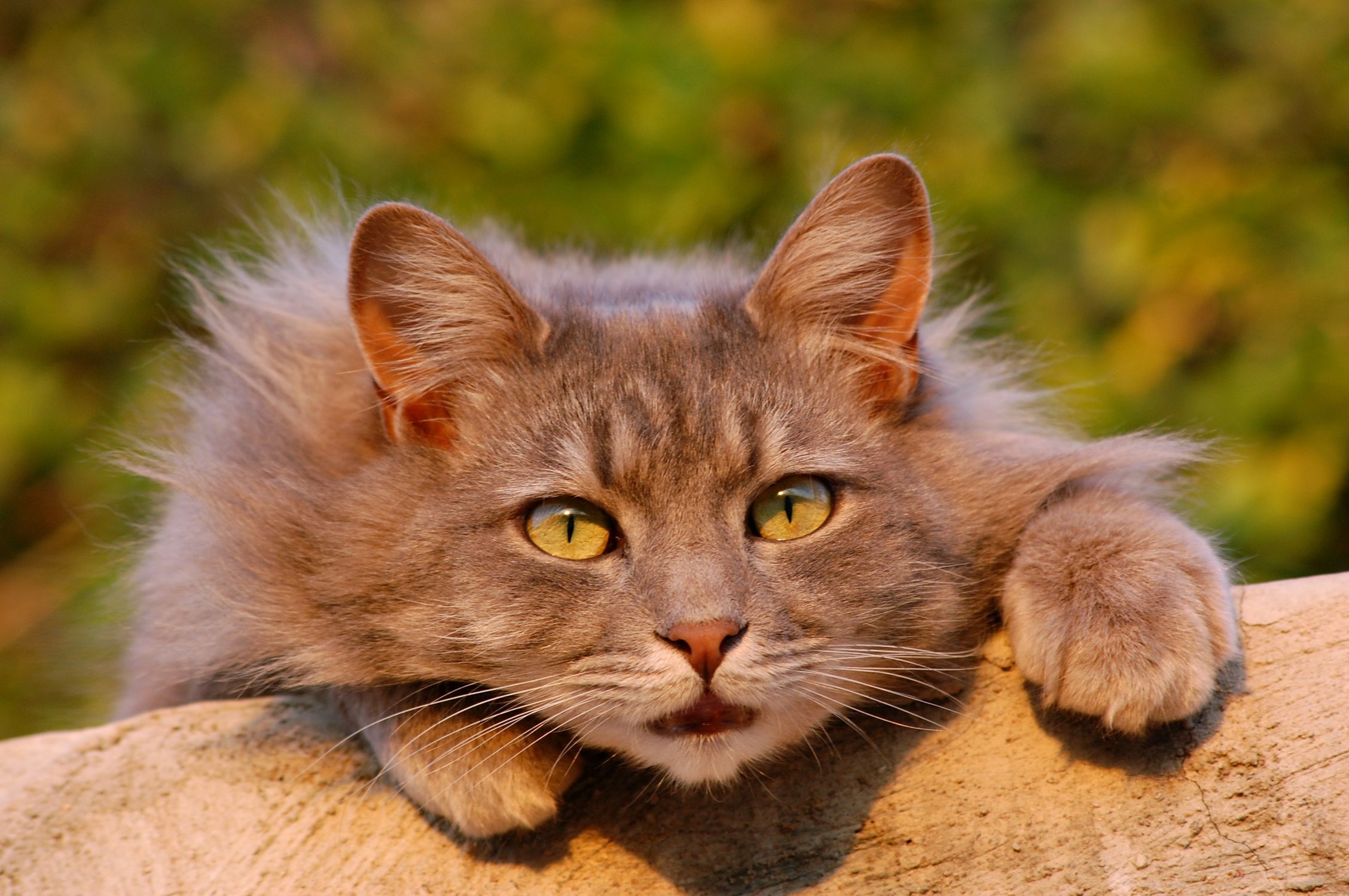 Grey Cat Free Stock Photo Grey Cat Free Stock Photo