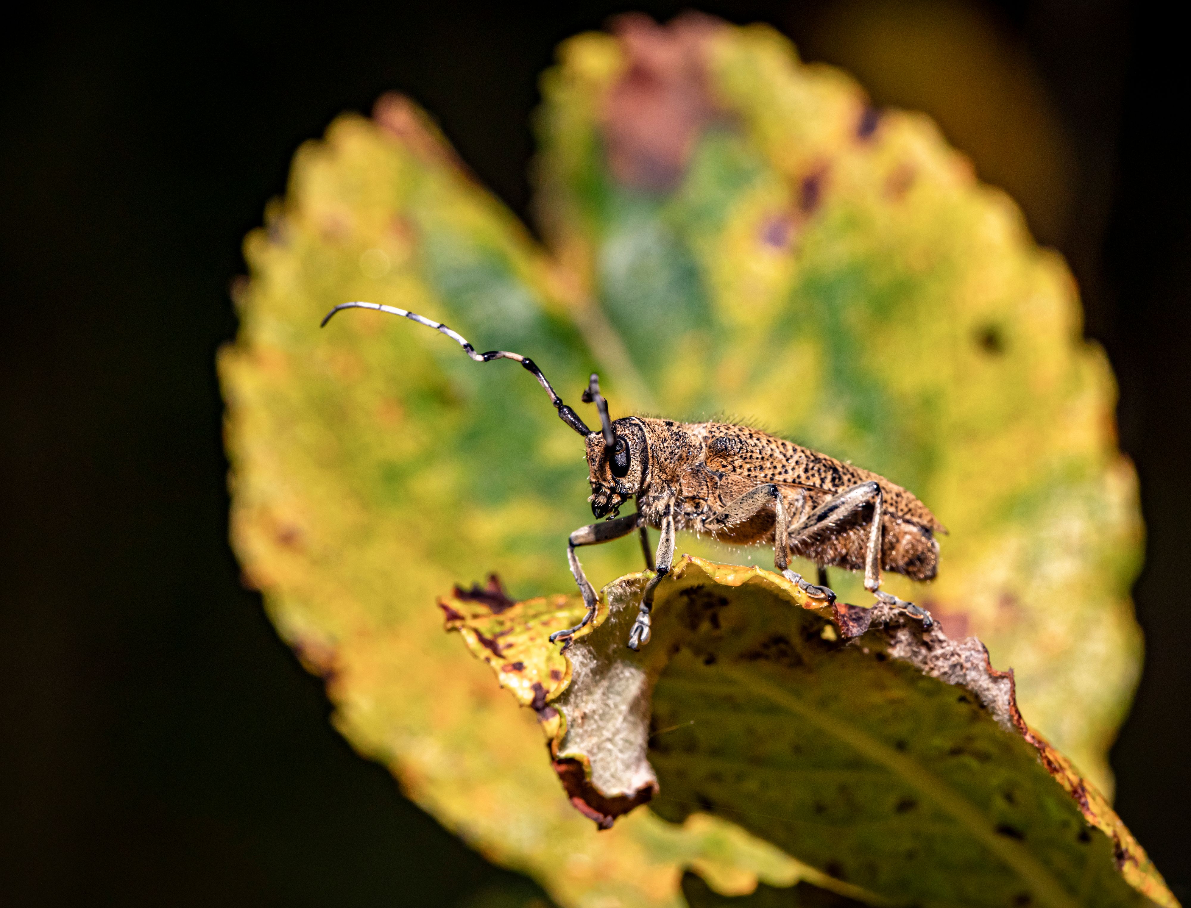 Borer Billeder Photos, Download The BEST Free Borer Billeder Stock ...