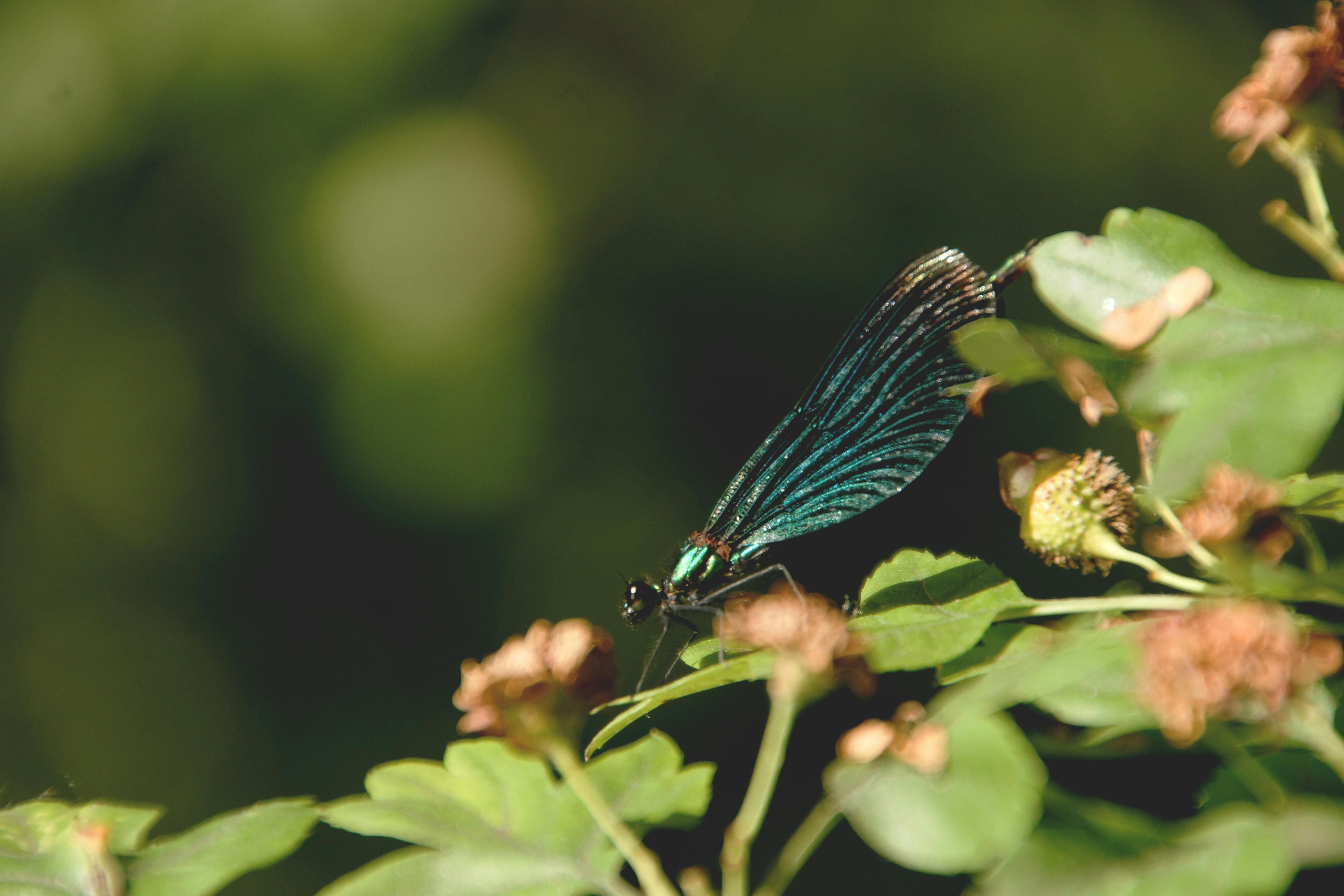 Blue Insect on Green Leaf · Free Stock Photo
