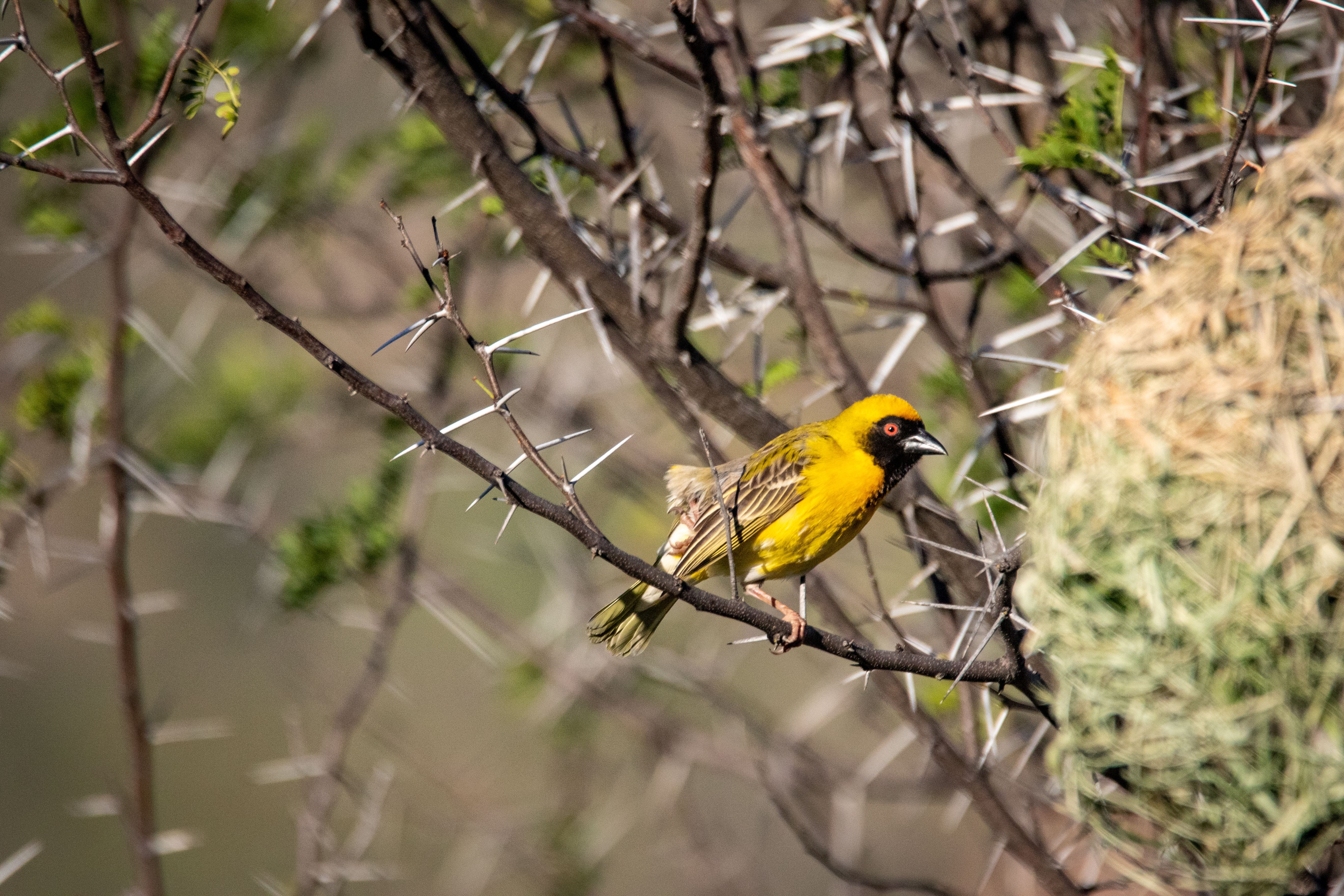 Weaver Bird Photos, Download The BEST Free Weaver Bird Stock Photos ...