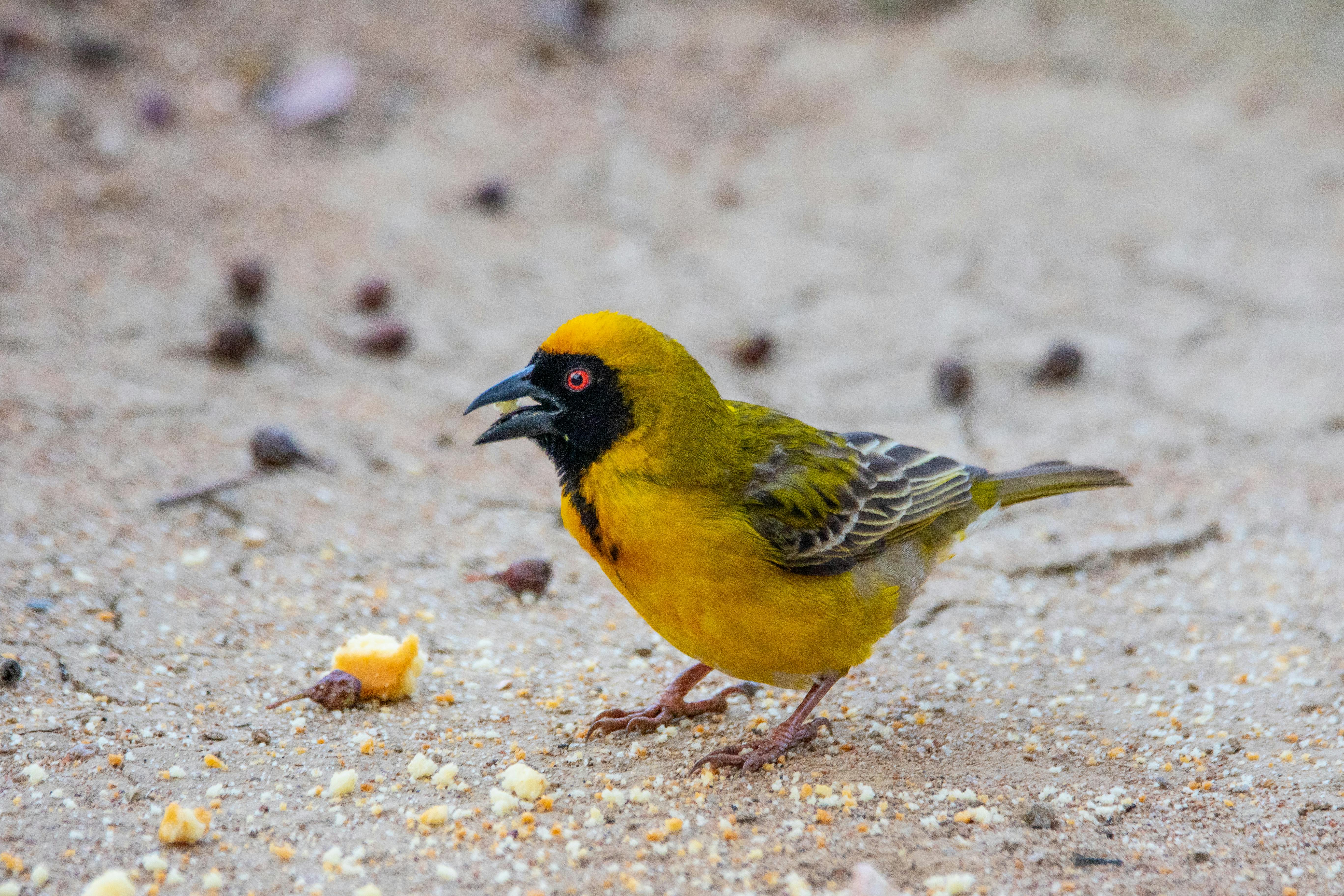 A Village Weaver Bird · Free Stock Photo