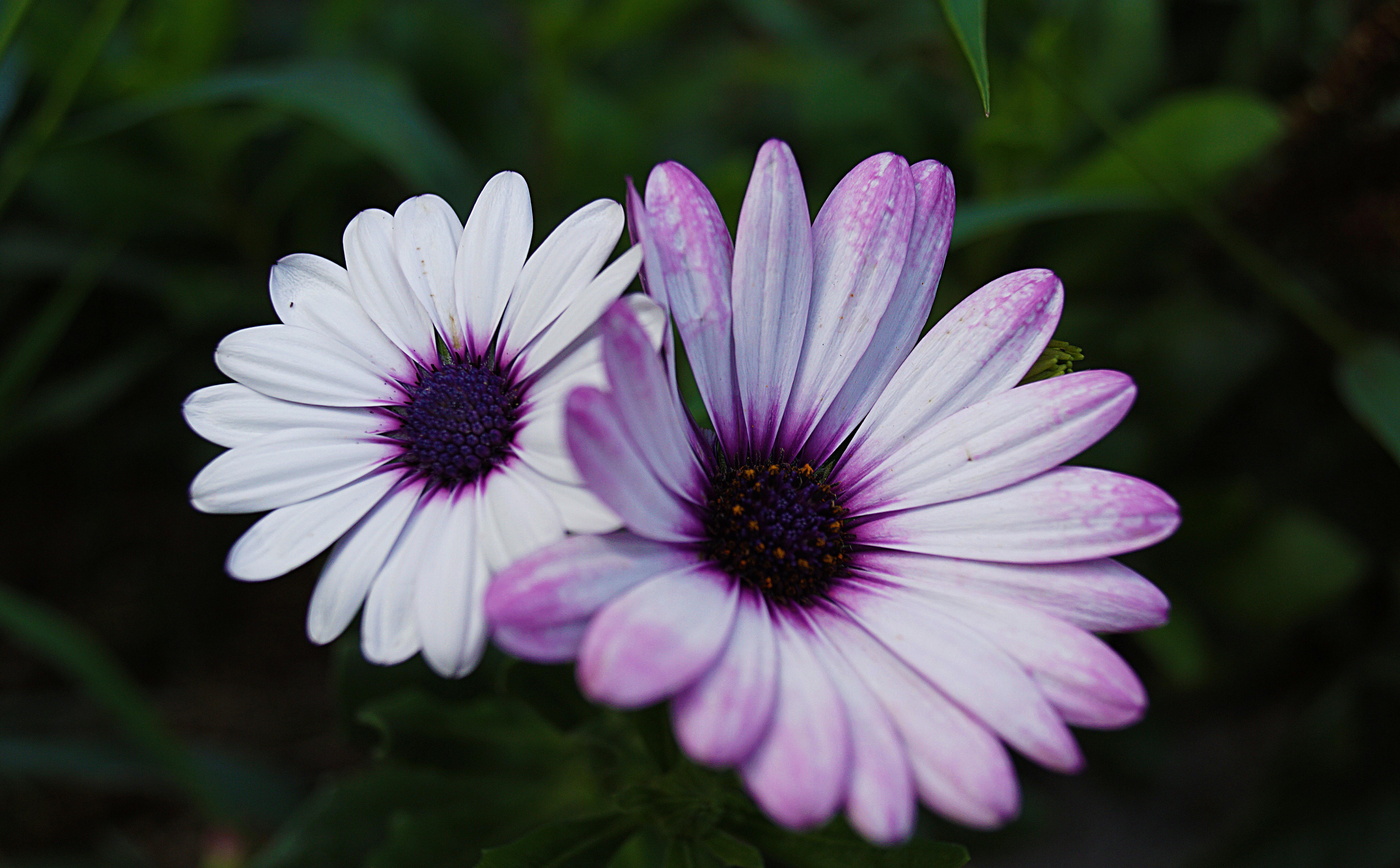 Daisy Flower Field · Free Stock Photo