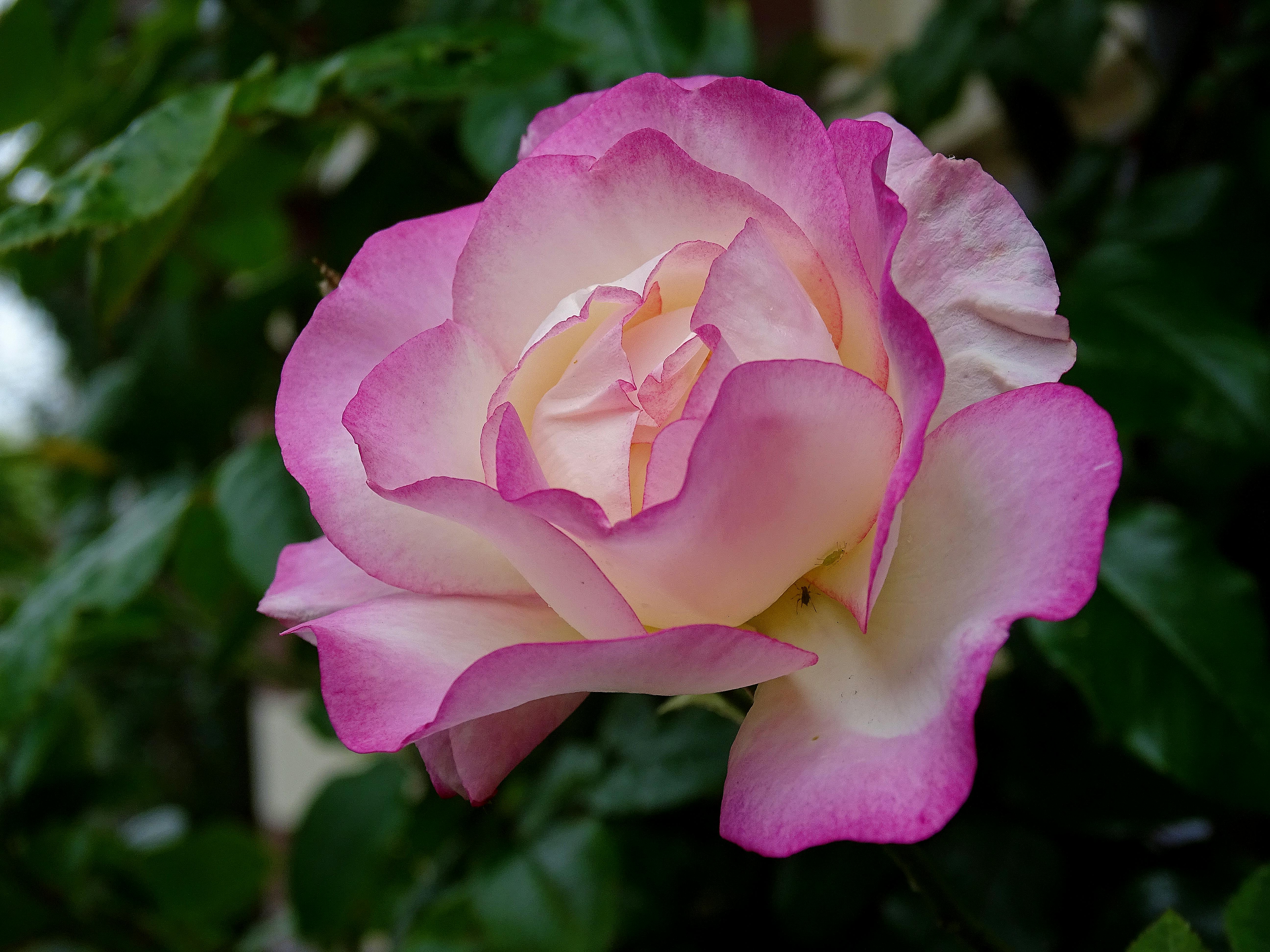 A Close Up Shot of a Peace Rose · Free Stock Photo