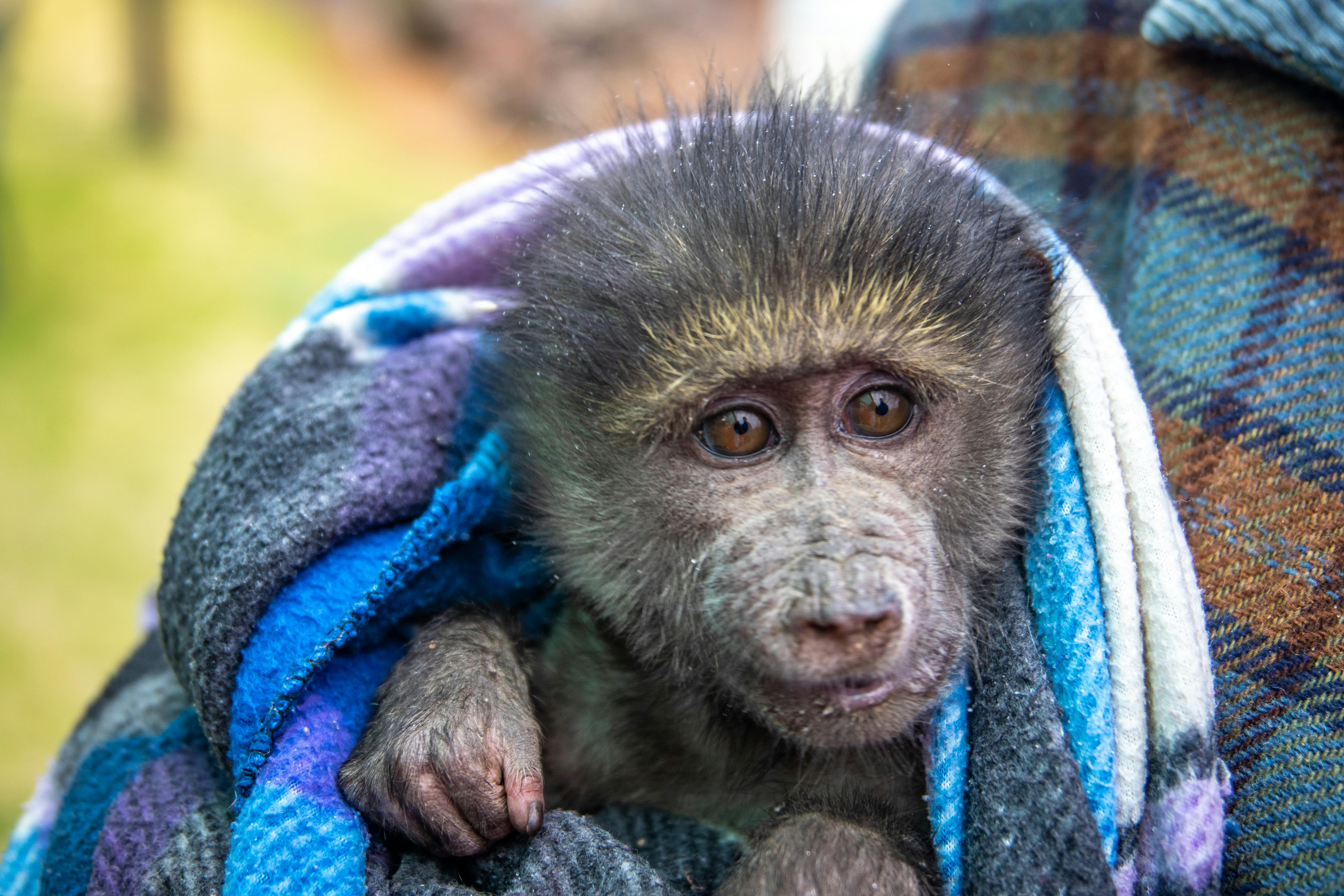 A Small Monkey Wrapped in a Blanket · Free Stock Photo