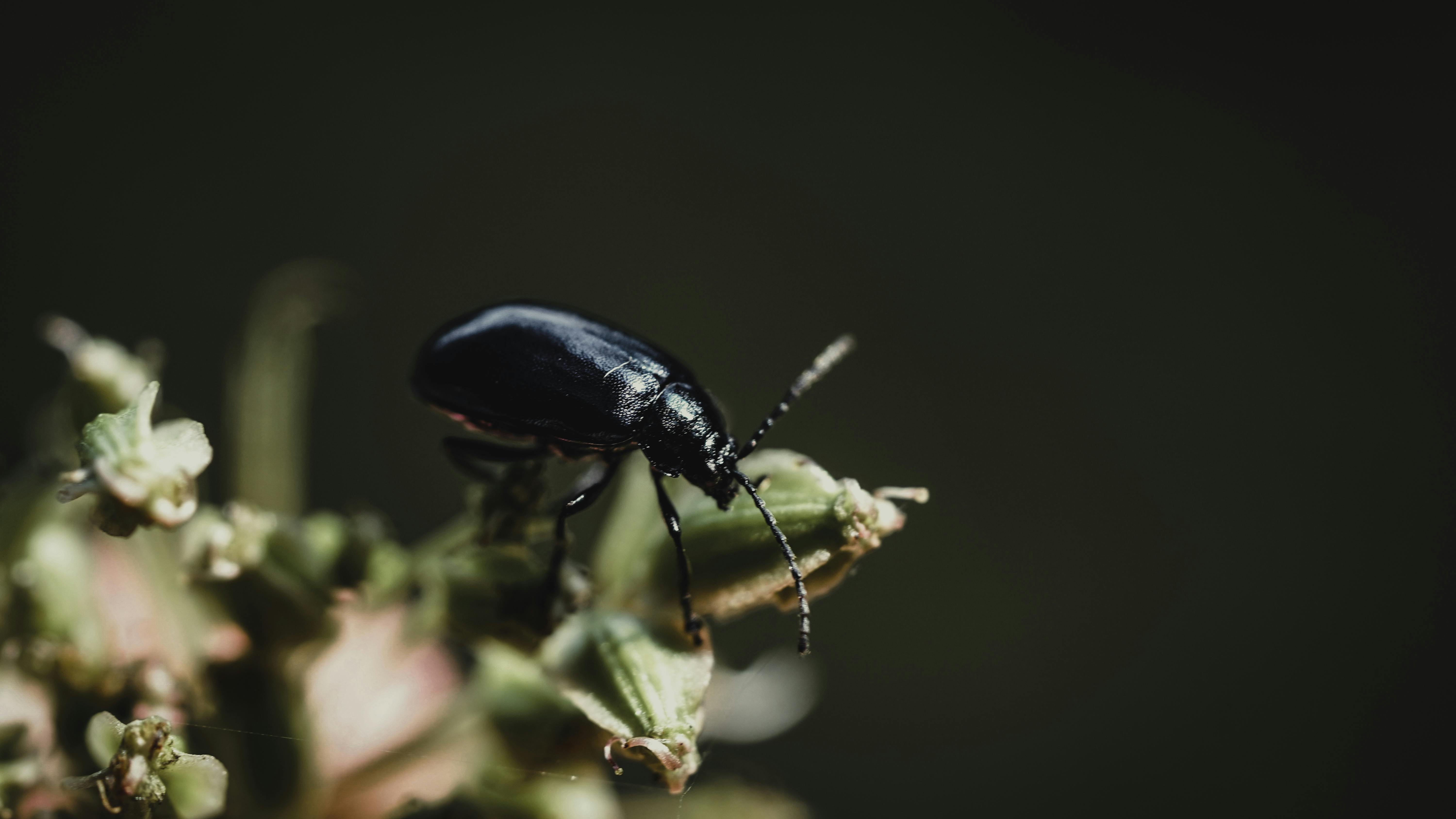 Small leaf beetle on green plant · Free Stock Photo