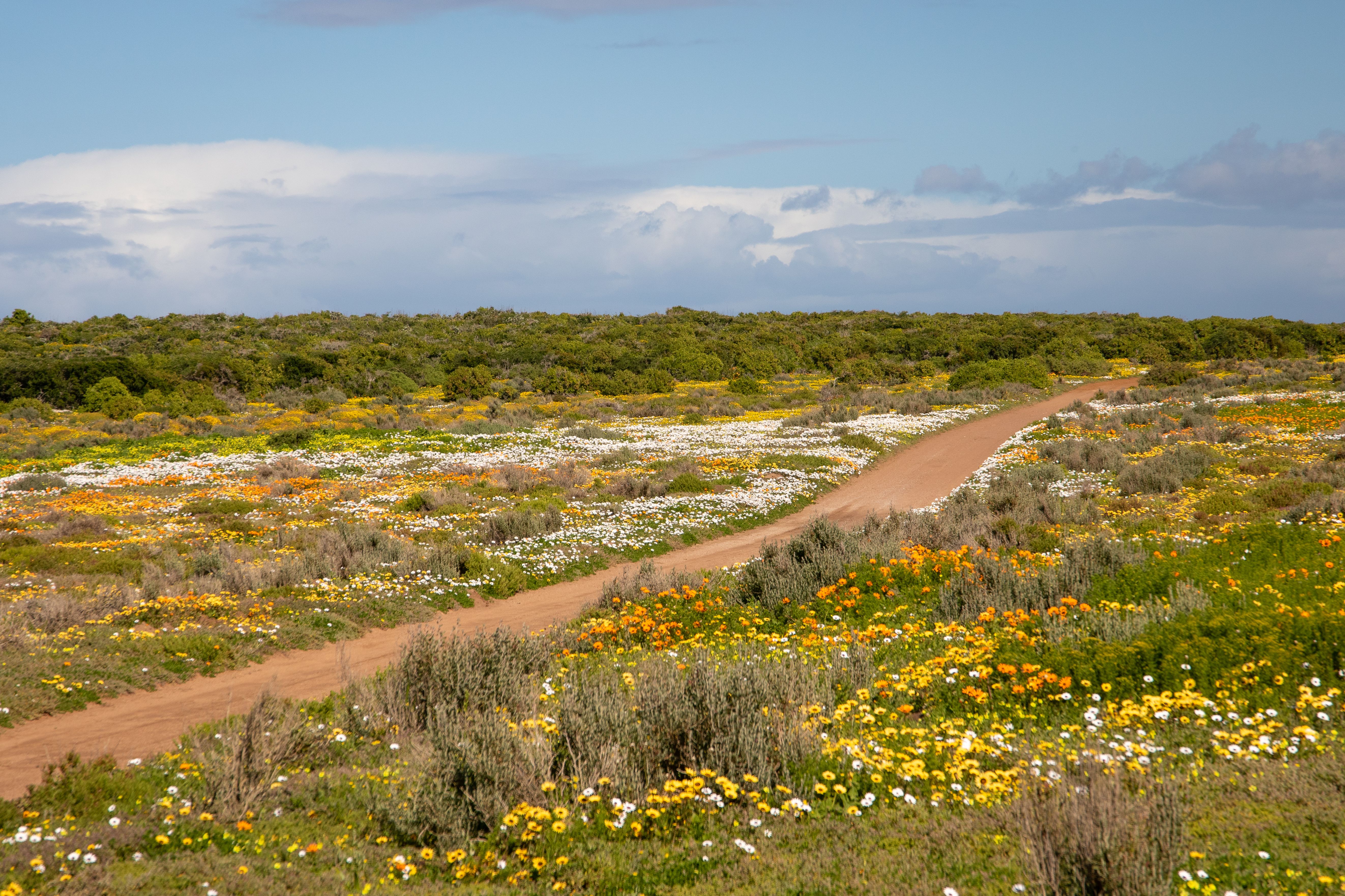 Country Road through the Meadow · Free Stock Photo