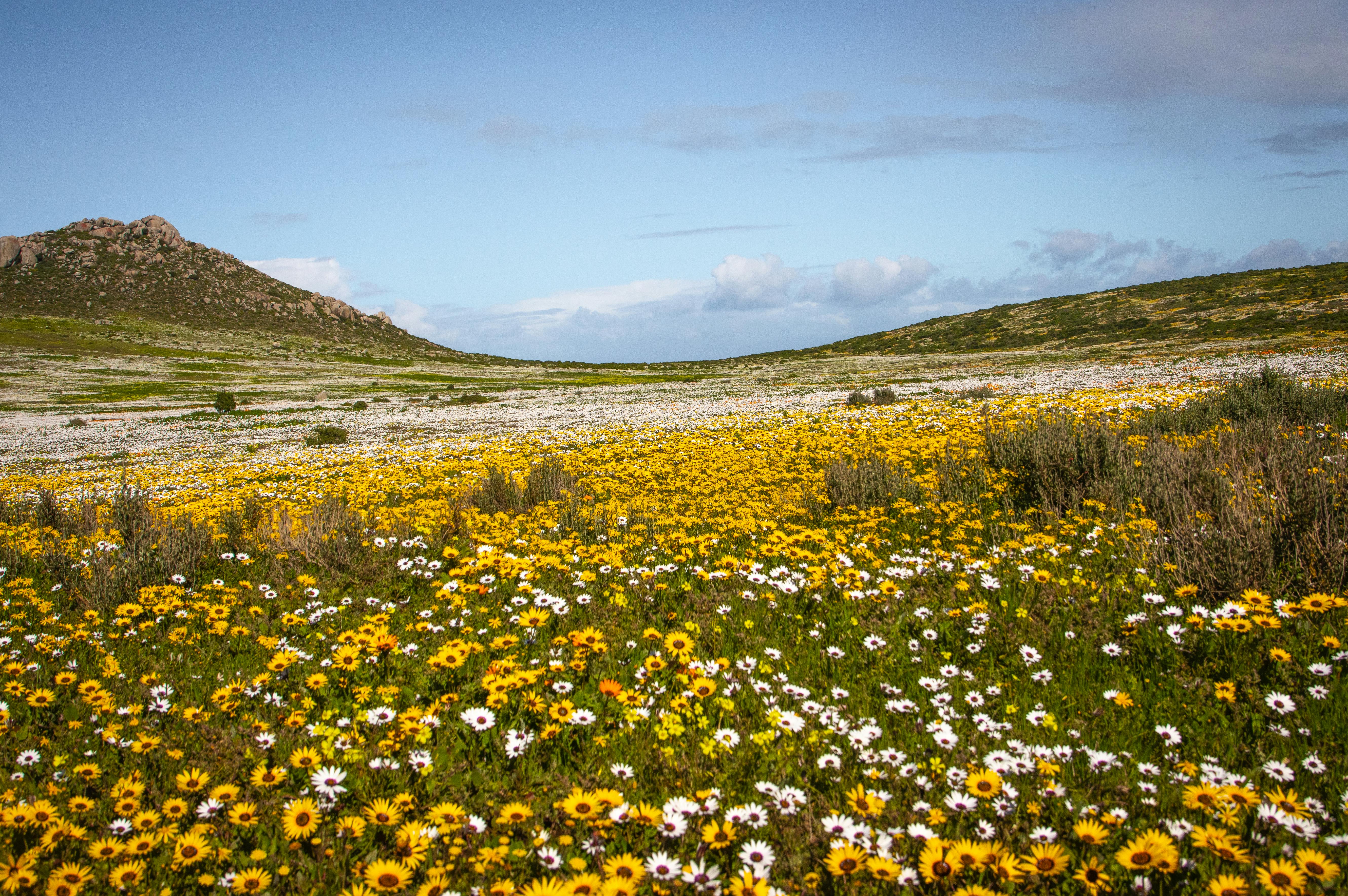 Wild Dandelions Flower Field in the Valley · Free Stock Photo