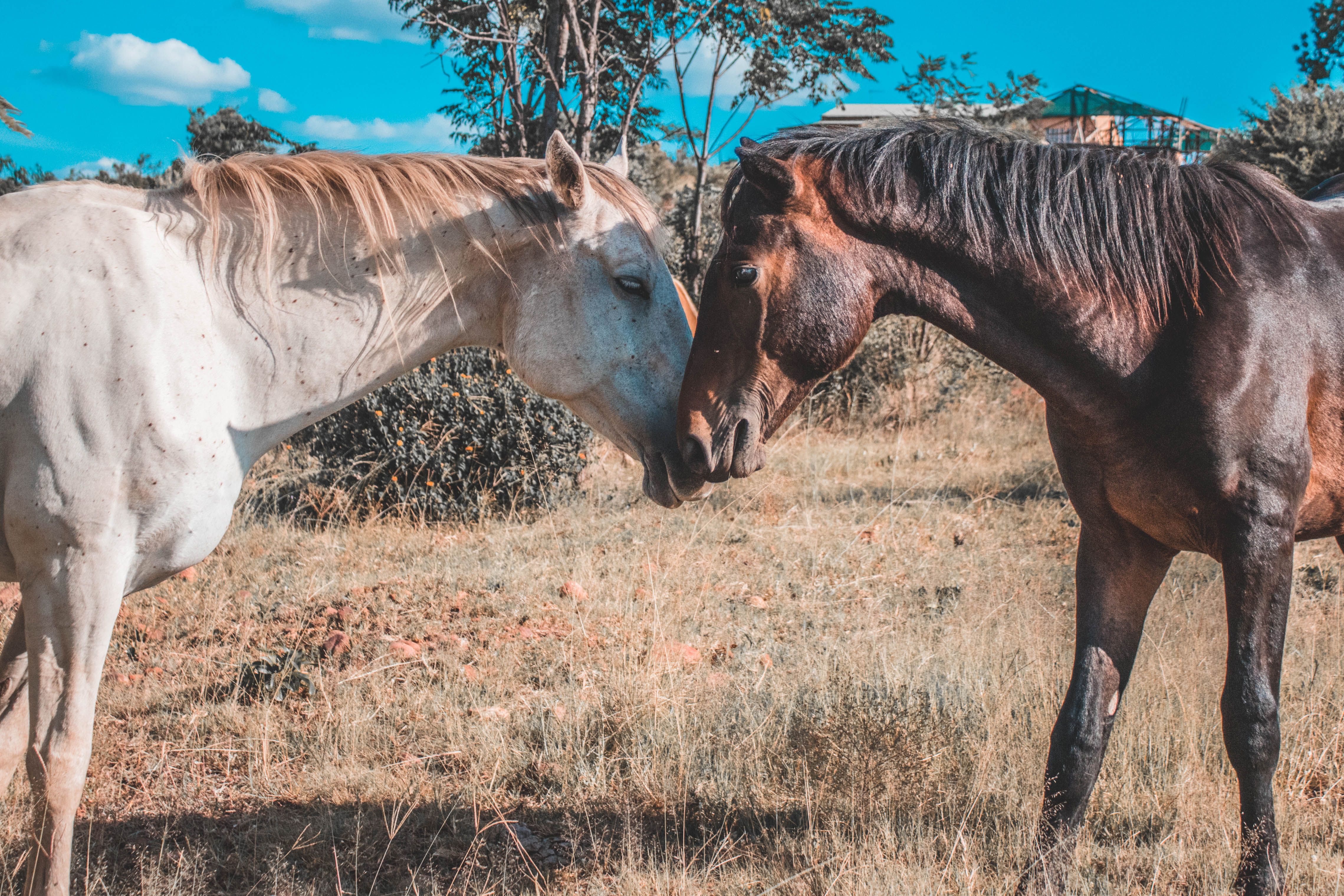Photo of Two Horses · Free Stock Photo