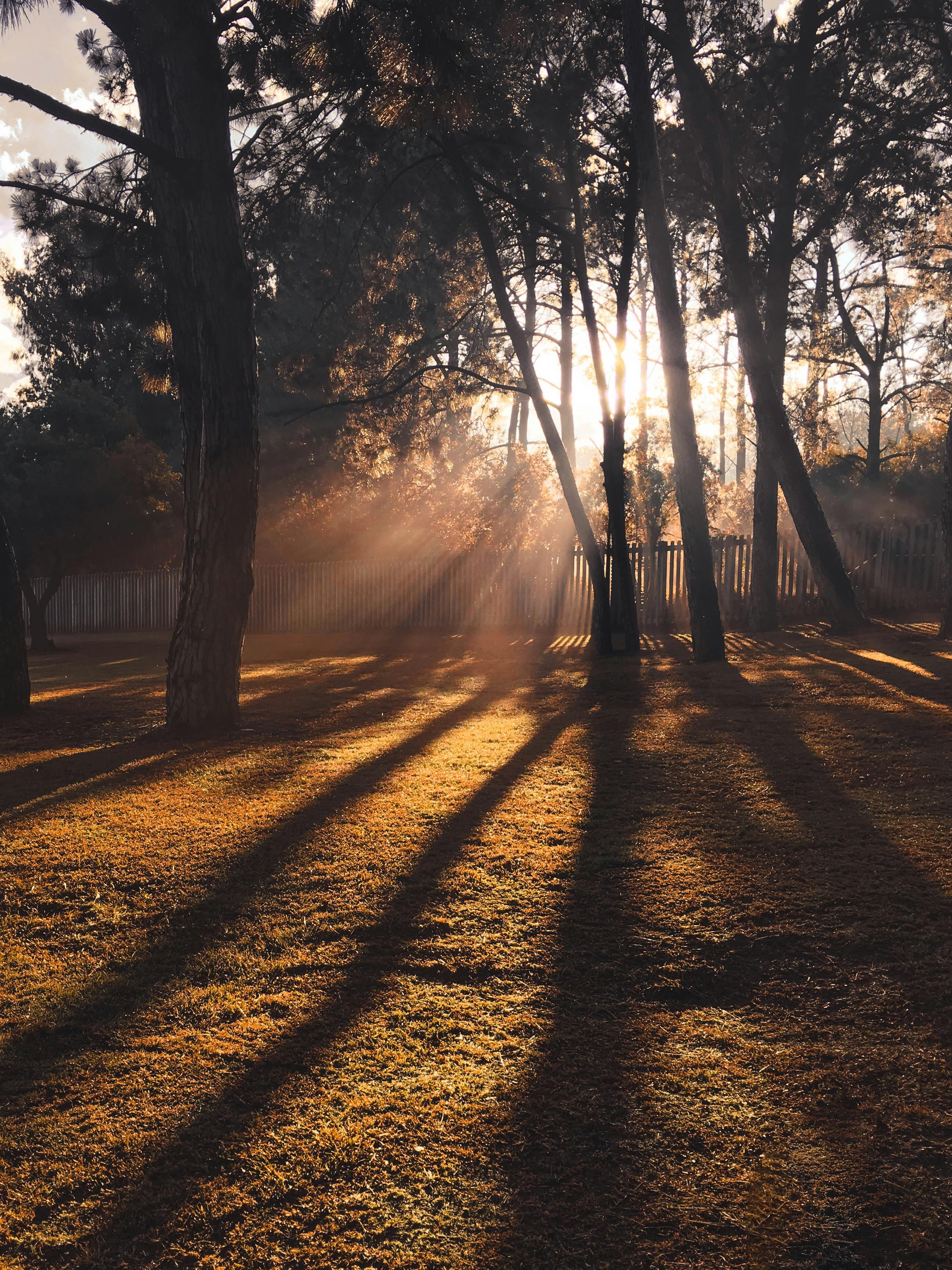 Shadow of Trees on the Ground · Free Stock Photo