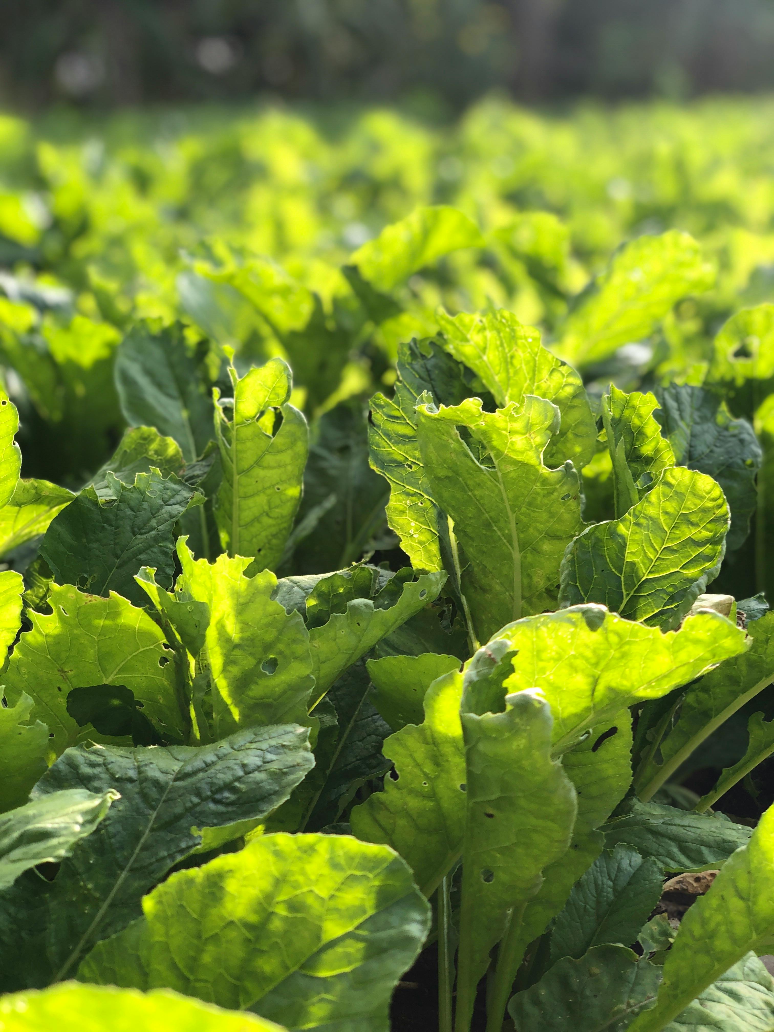 Crops Growing in Agricultural Field · Free Stock Photo
