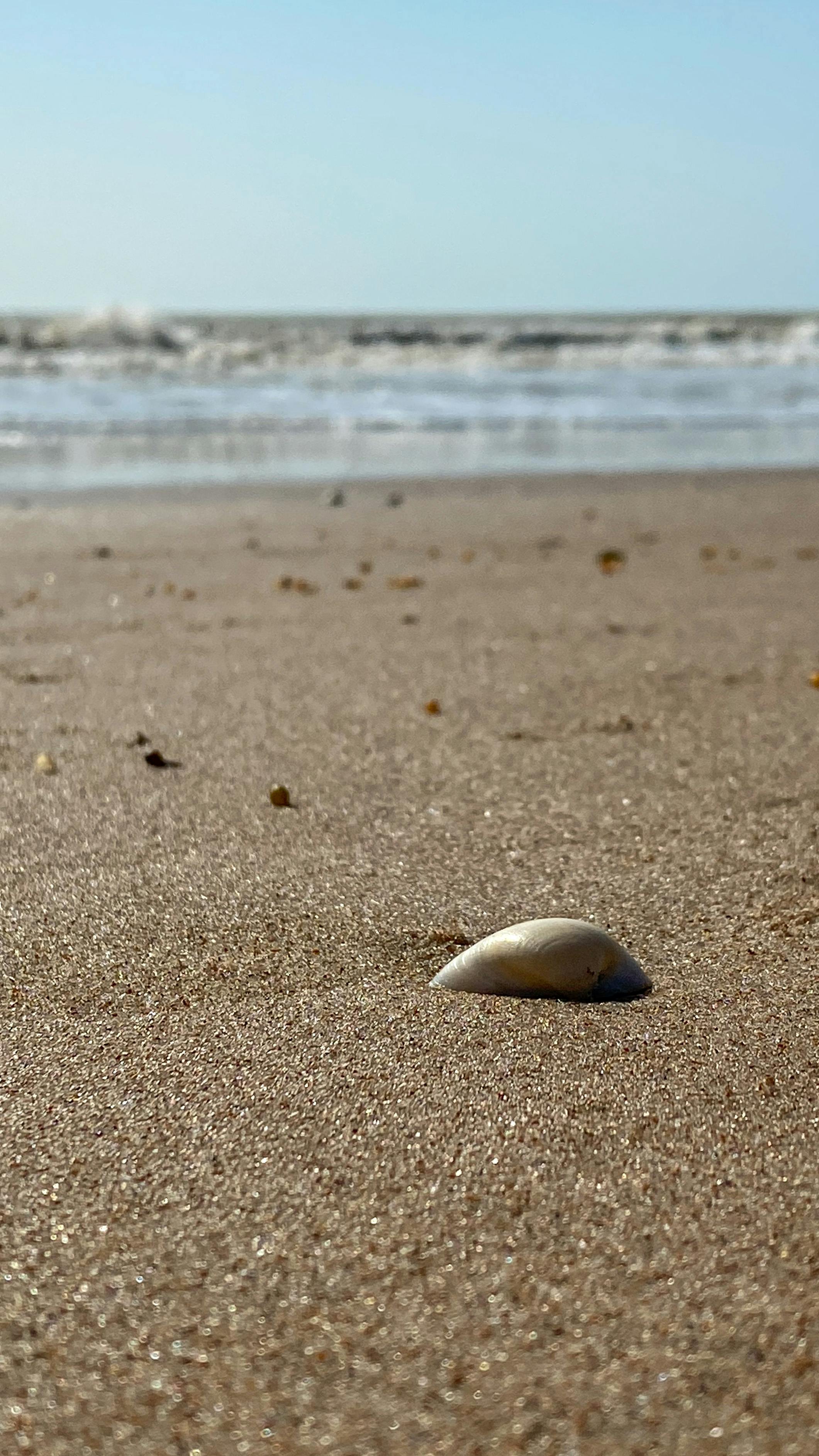 A Close-Up Shot of Sand with Seashells · Free Stock Photo