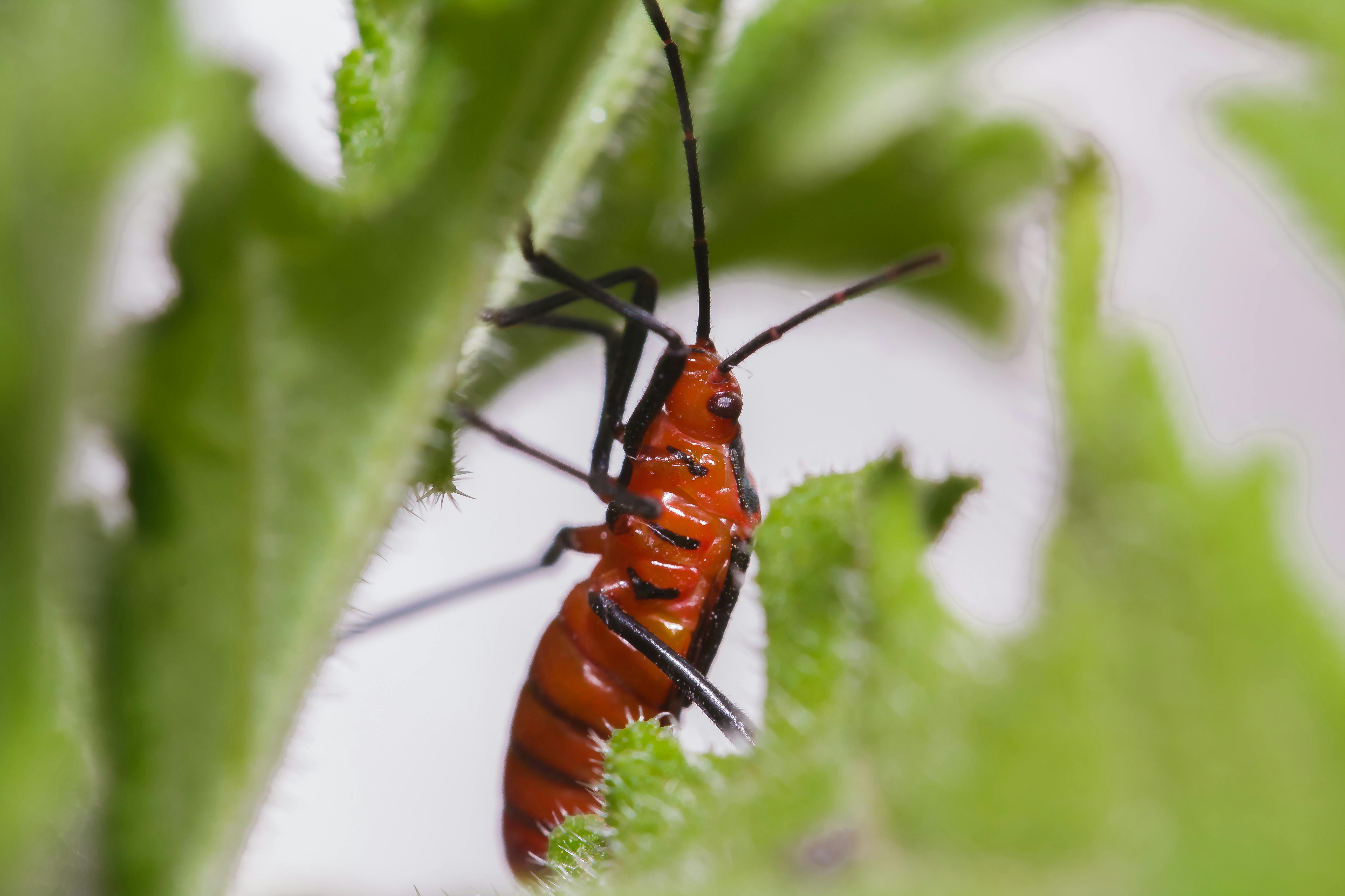 Thin wild ants eating in forest · Free Stock Photo