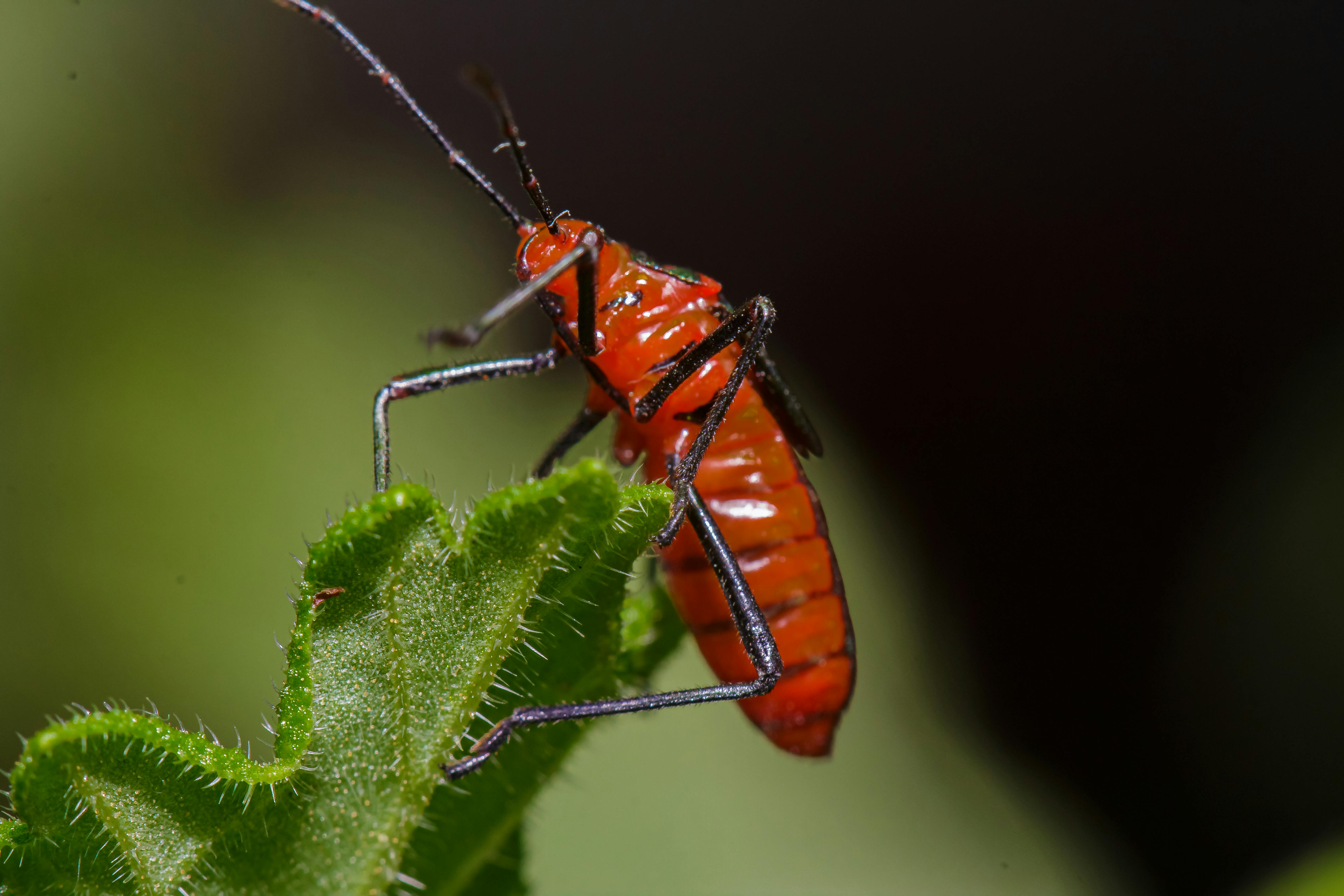 Insect with red compound eyes · Free Stock Photo
