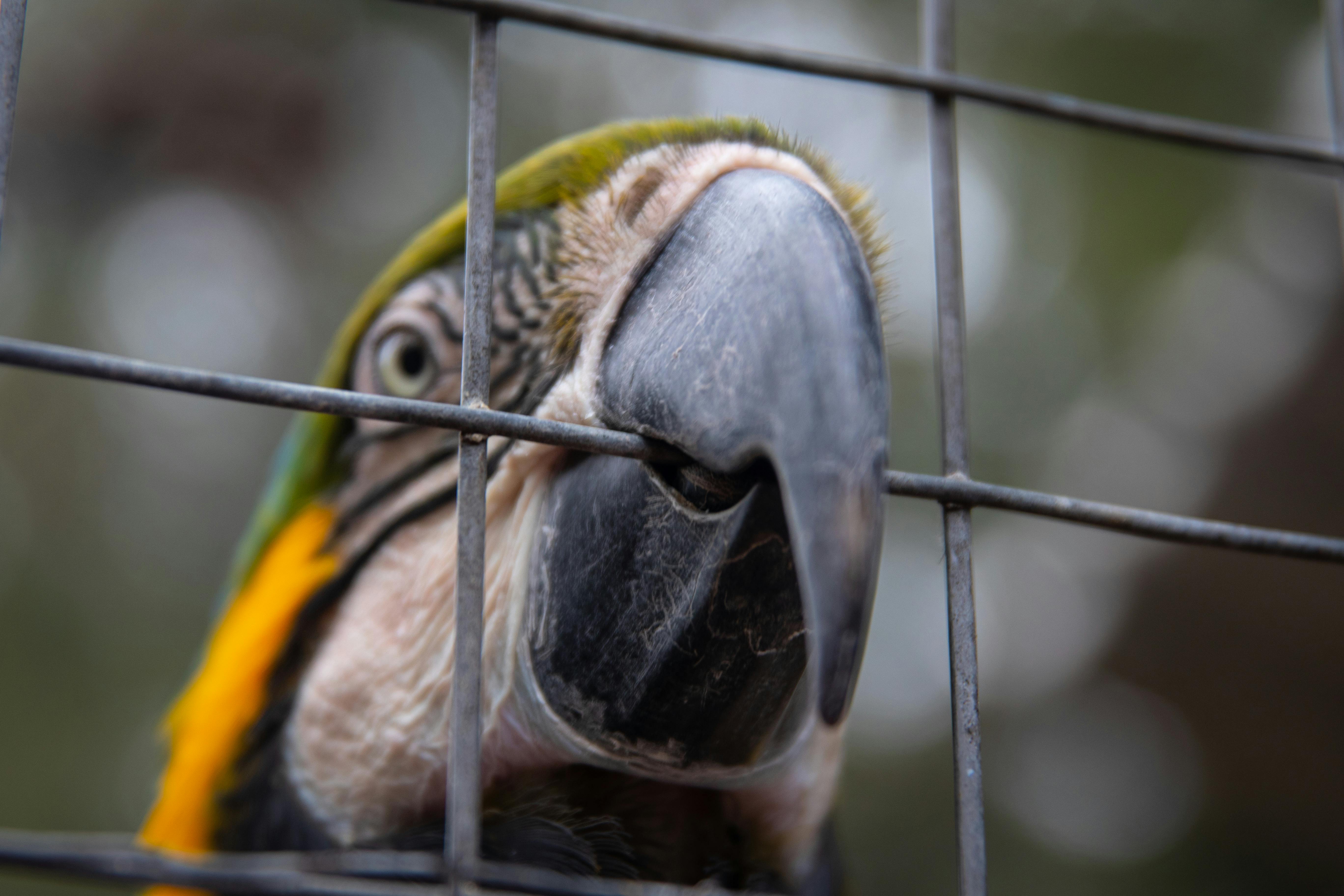 A Macaw in a Cage · Free Stock Photo