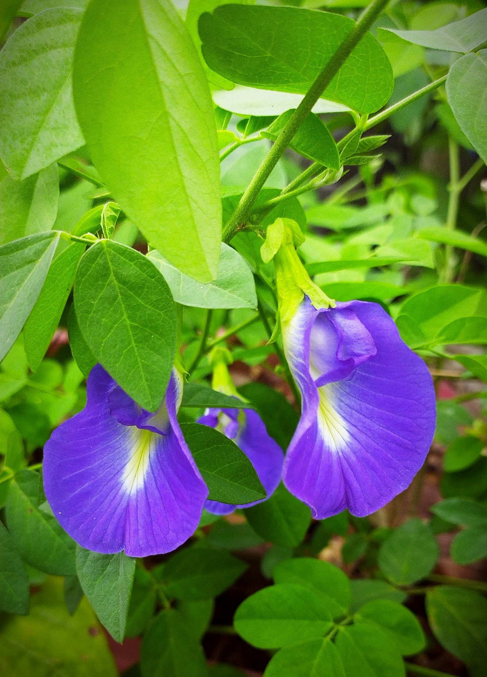 Jatrabari 4 Photos & Videos Collected by Rabby topu