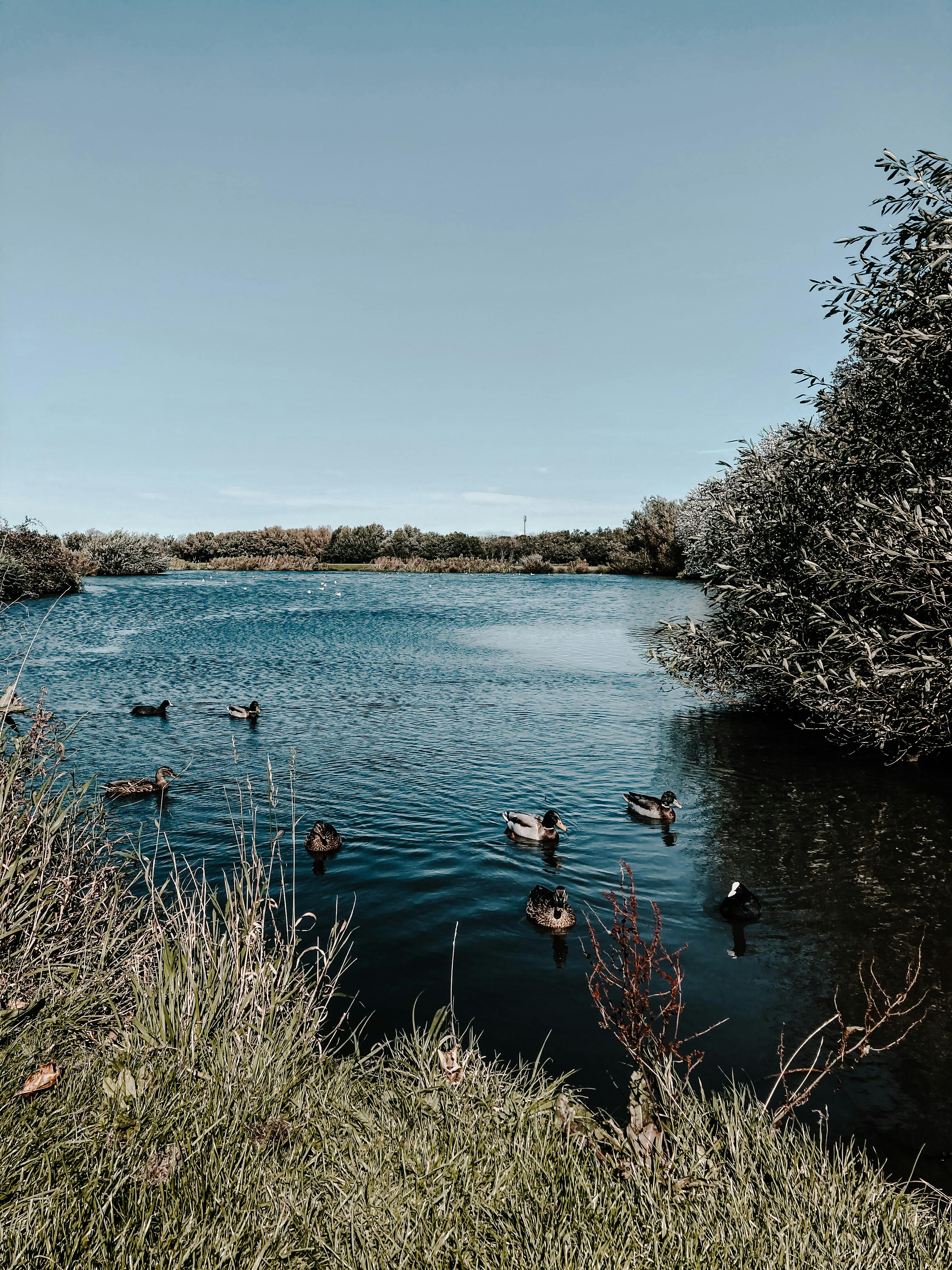 Peaceful river with ducks surrounded with plants · Free Stock Photo