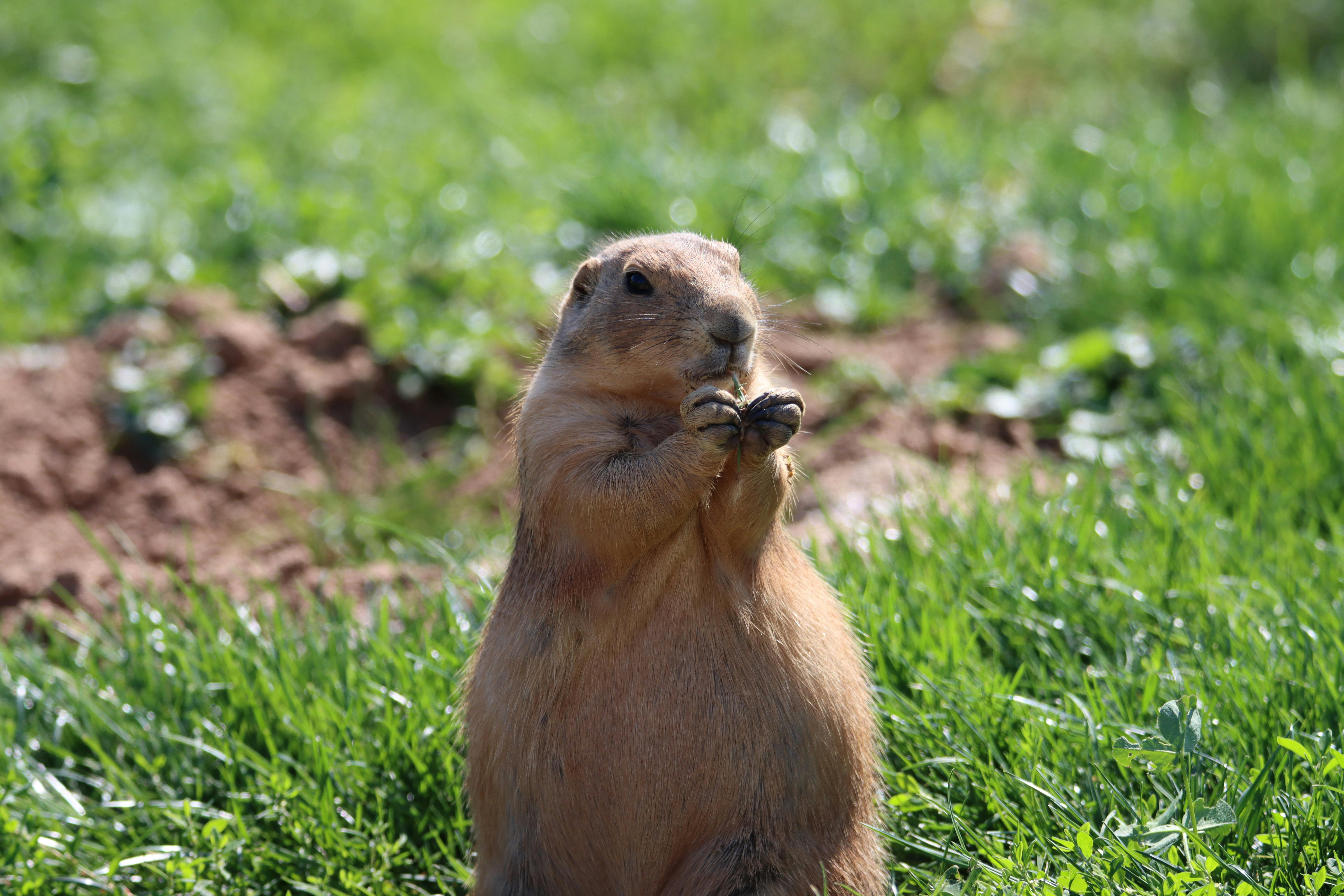 Close up of Rodent · Free Stock Photo