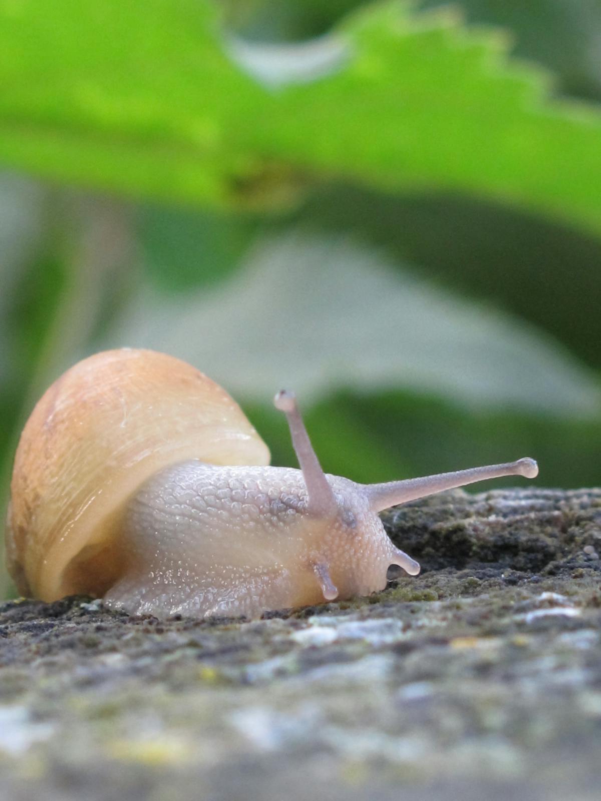 Snail Photos, Download The BEST Free Snail Stock Photos & HD Images