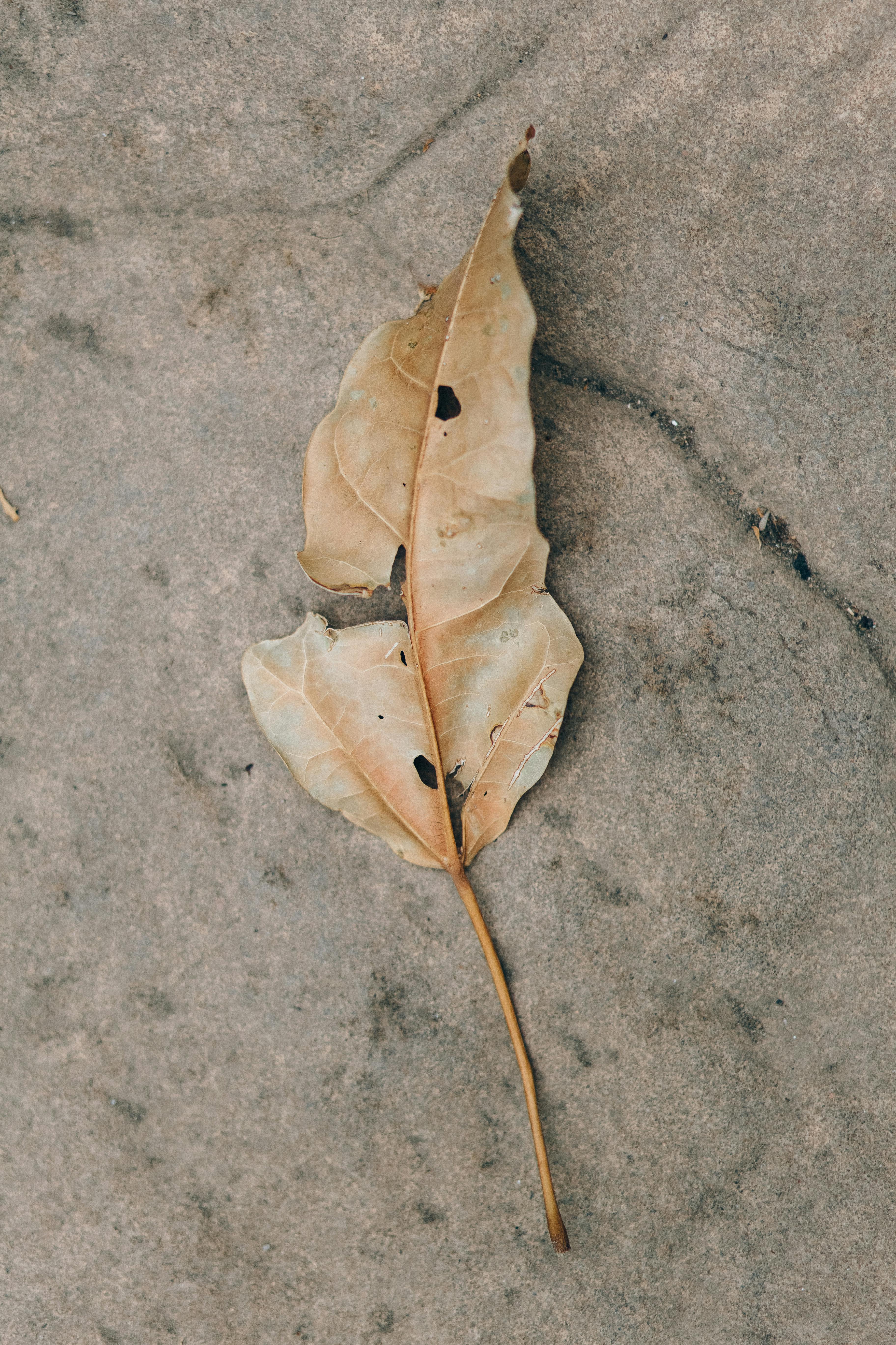 Dried Leaf · Free Stock Photo