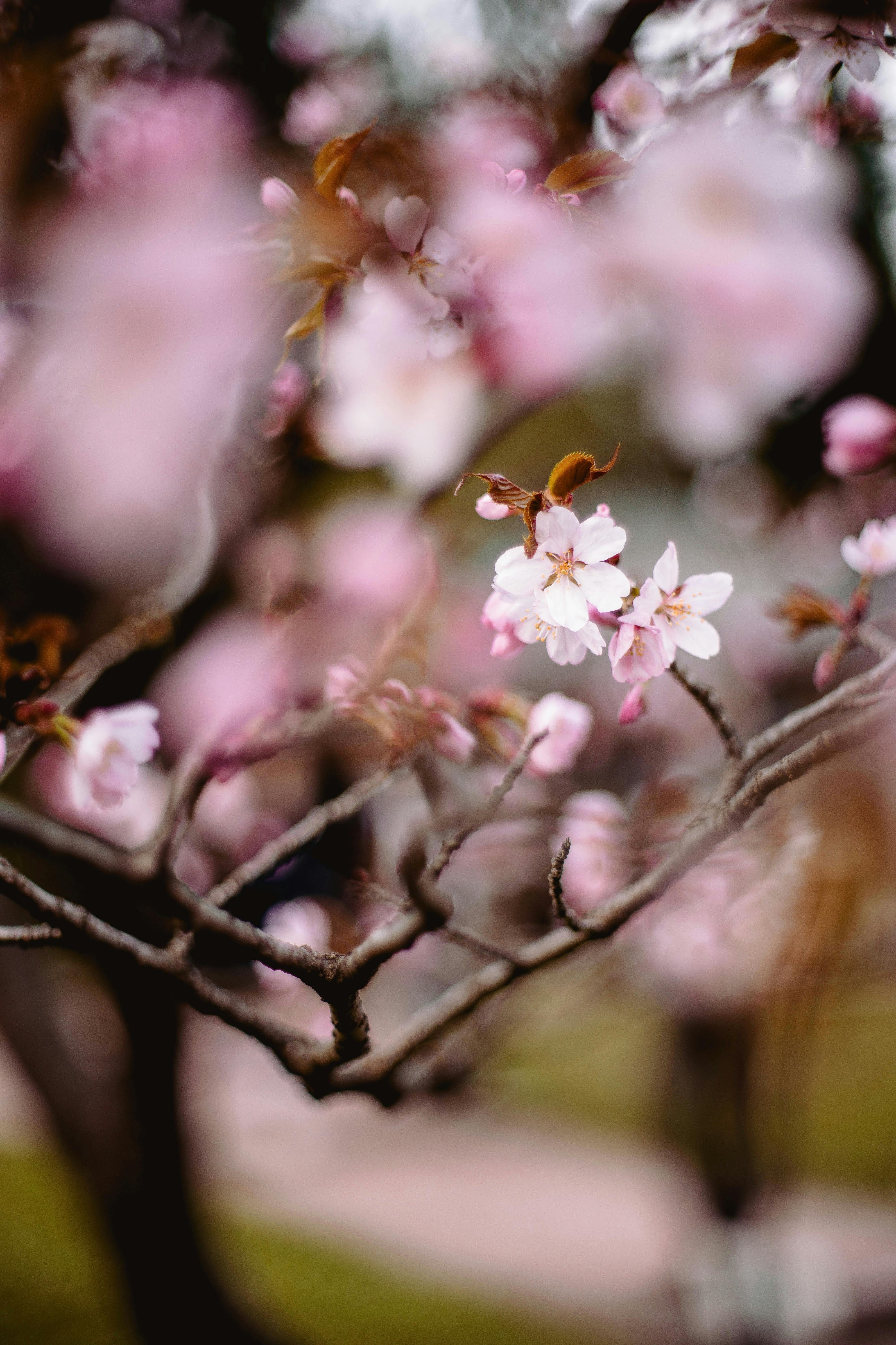 Selective Focus Photography of Pink Petaled Flowers · Free Stock Photo